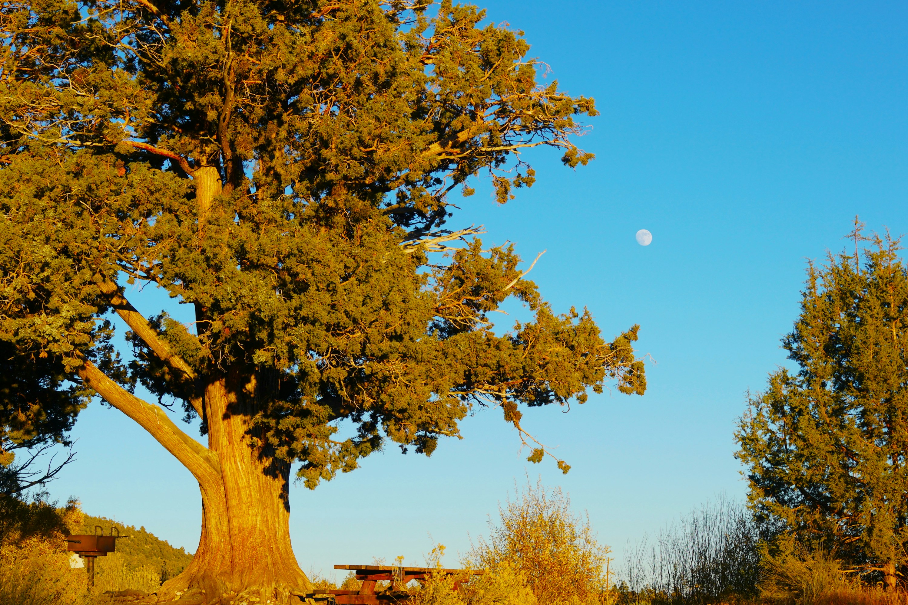 Big Bear Lake, CA. Juniper Point at Moonrise