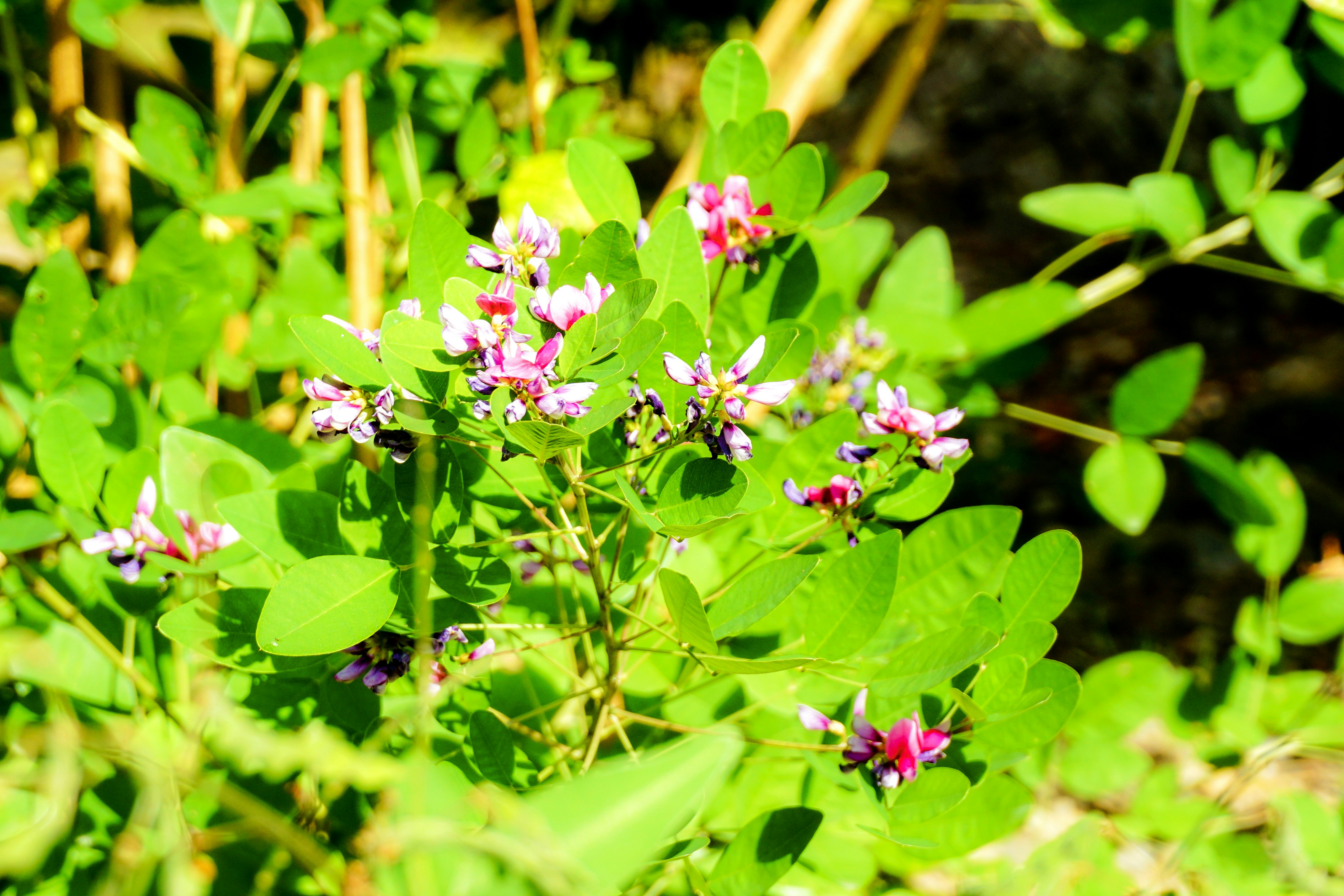 Vibrant Cluster of Wildflowers Among Bright Foliage