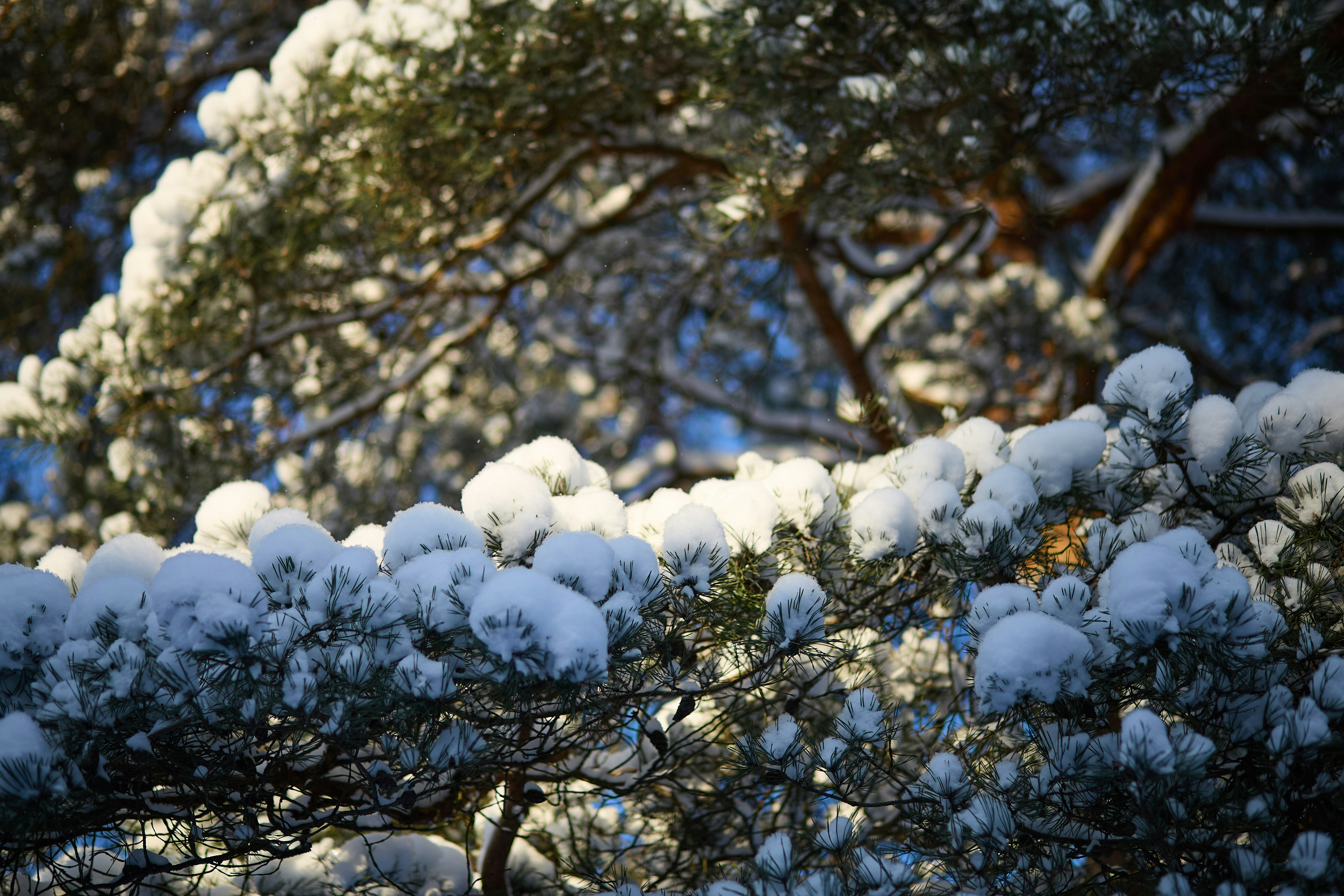 Snowed Pines in Quiet Winter Light