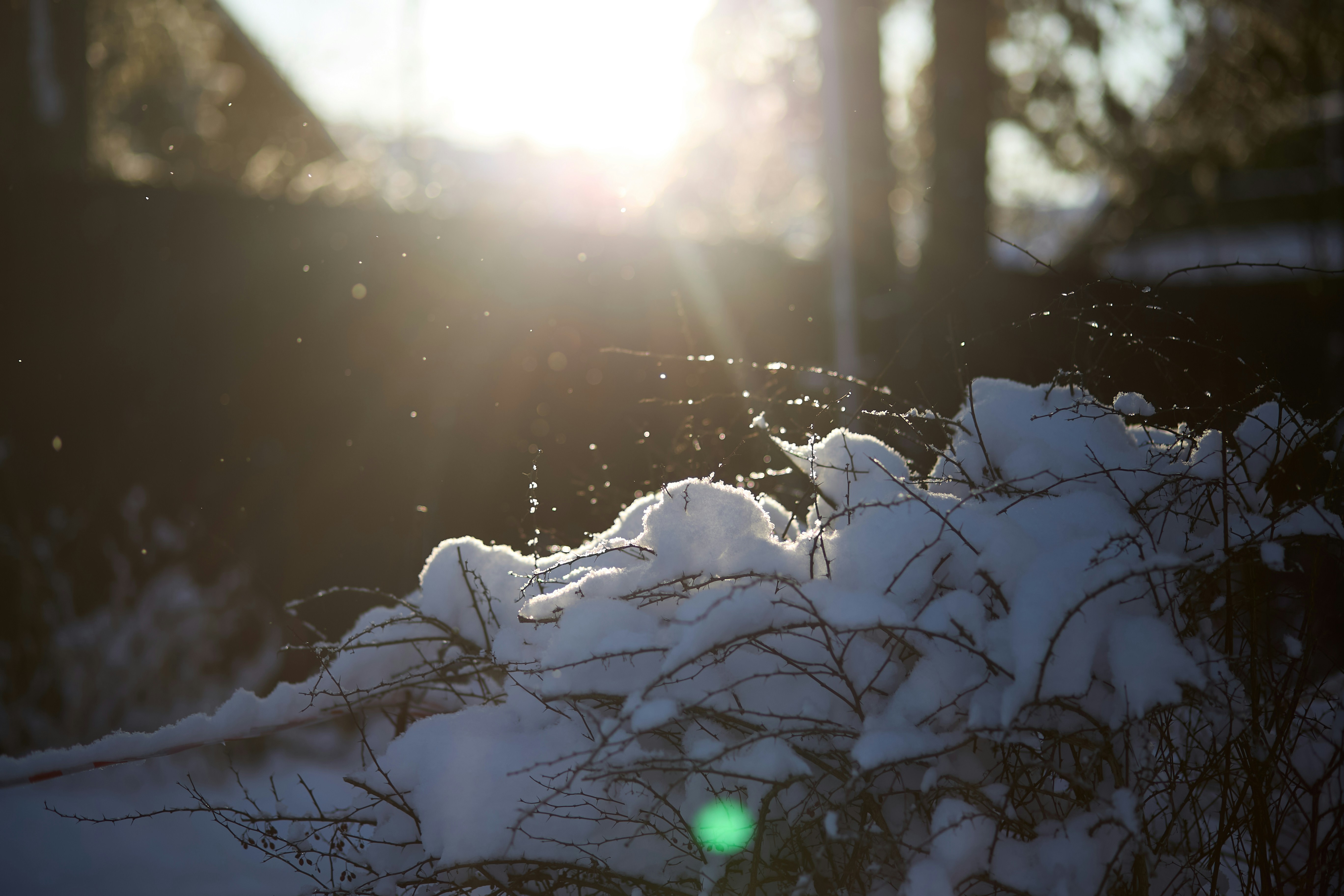 Winter Sunlight Ping on Snow-Covered Branches