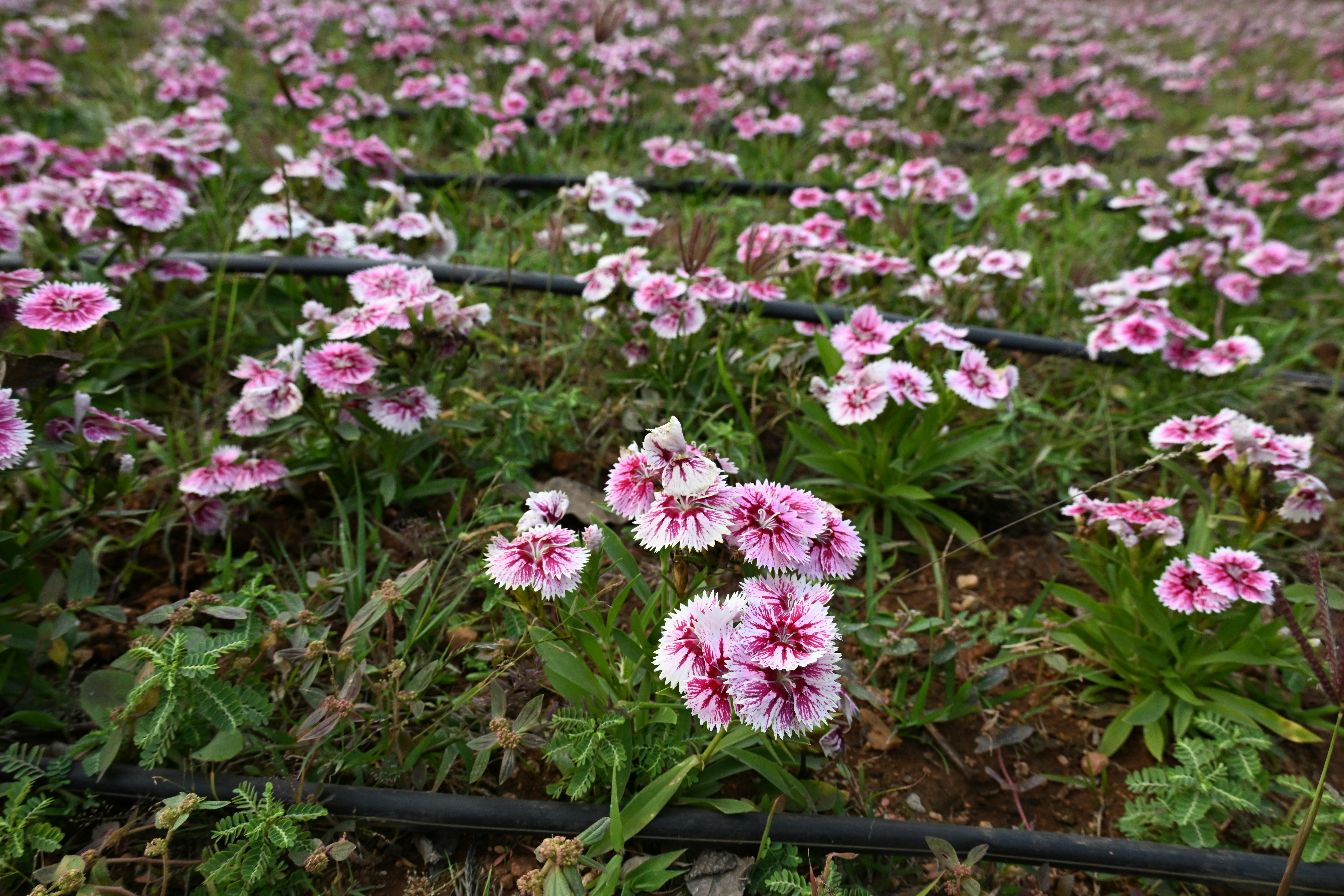 Pink Dianthus Row: Sunshine-Captured Petal Edges in a Garden Bed