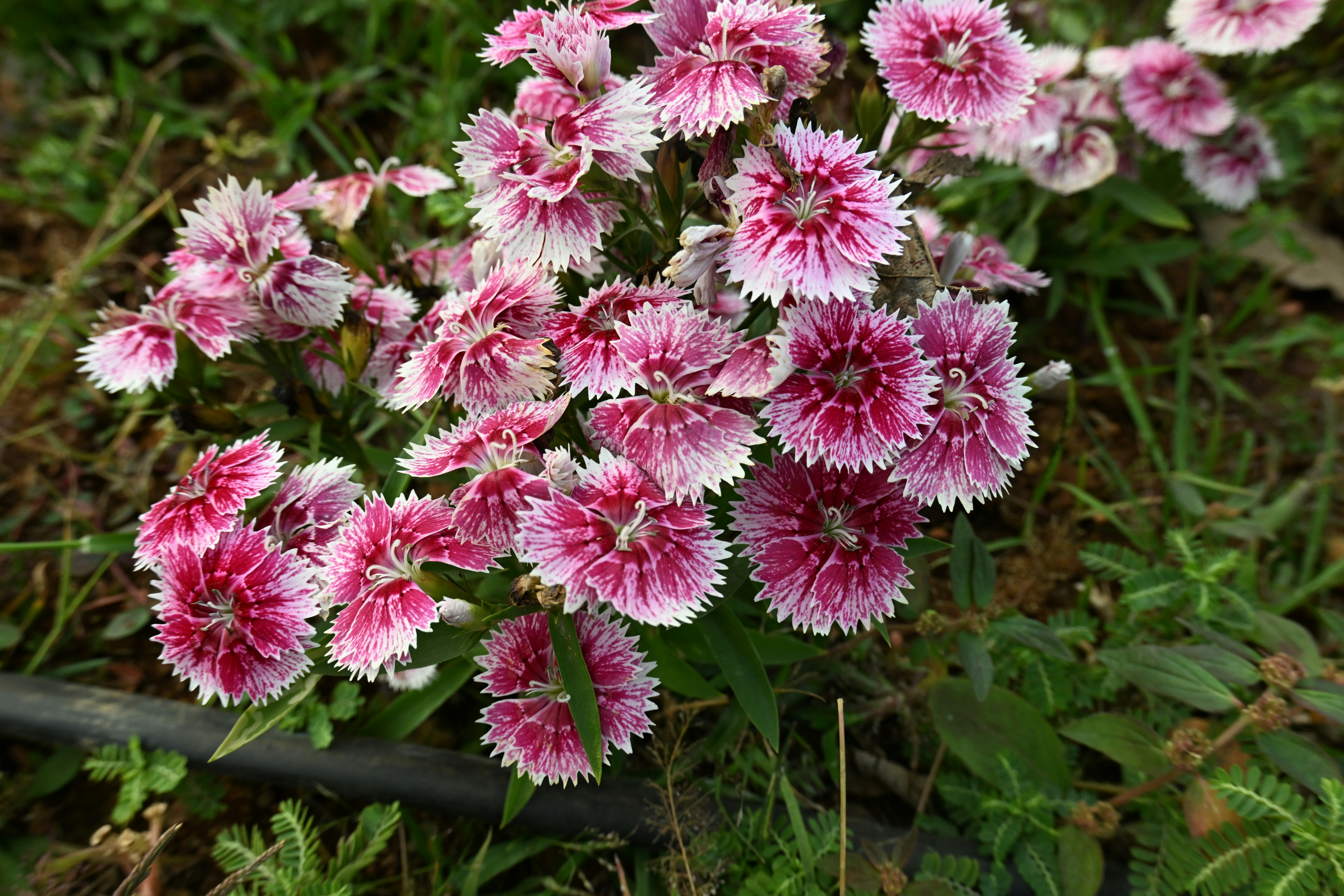 Pink-edged Dianthus Blossom Cluster in a Garden Bed