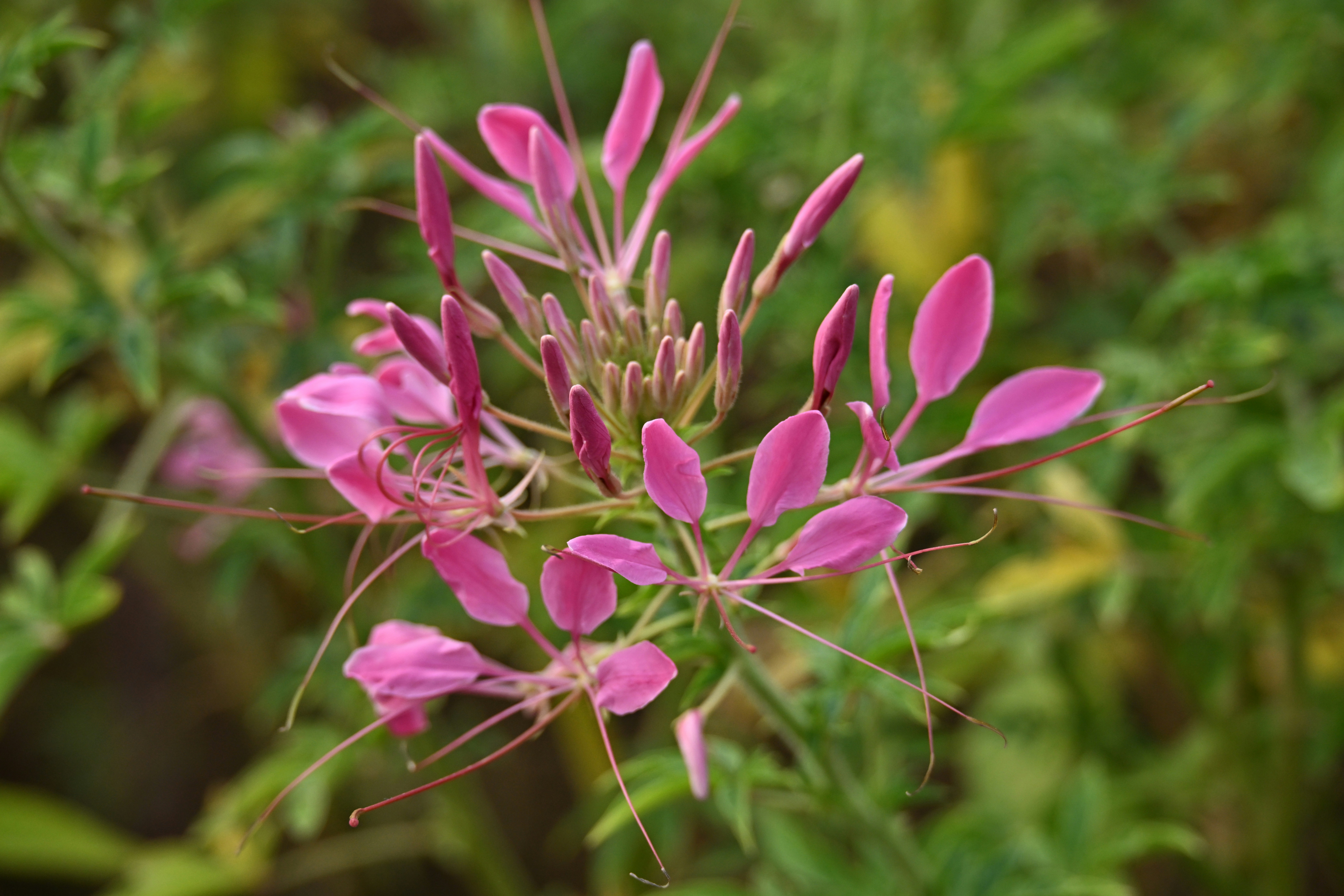Pink Spider-Flower Cluster in Soft Garden Blur