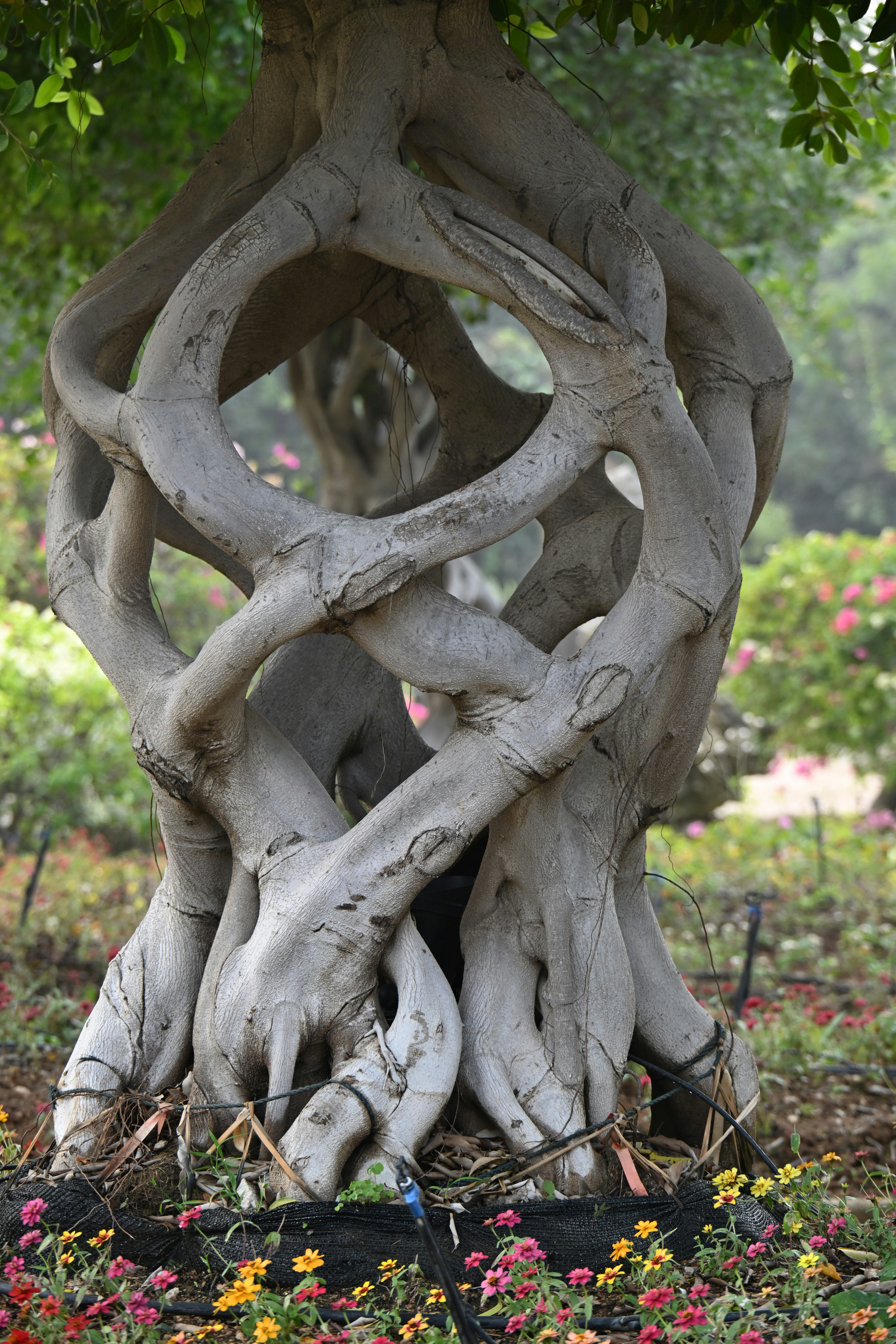 Entwined Roots: An Ancient Tree Sculpture Framing a Shaded Passage