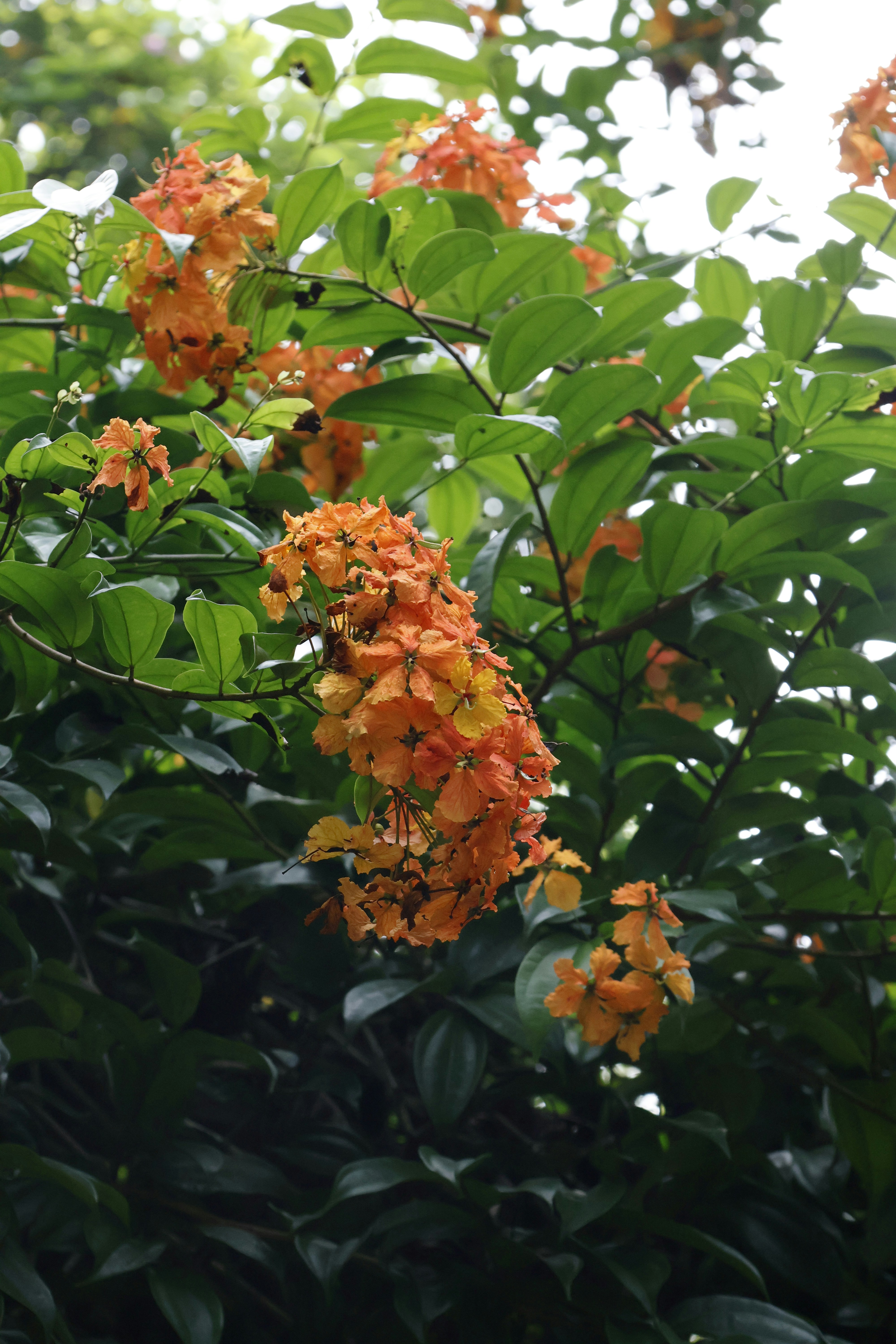Orange flower cluster cascading through emerald foliage