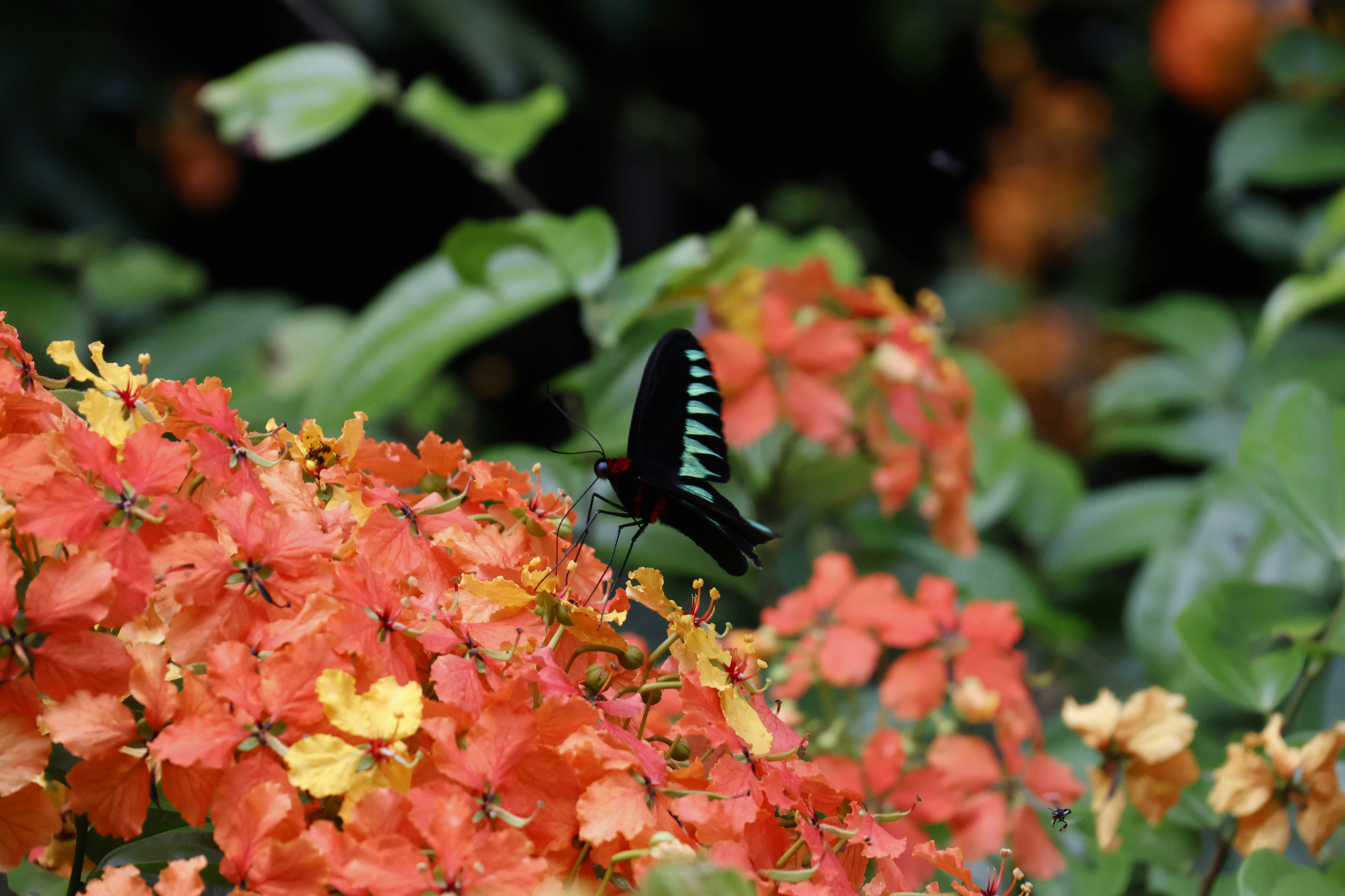 Emerald‑Winged Butterfly Hovering Over Coral Blossoms