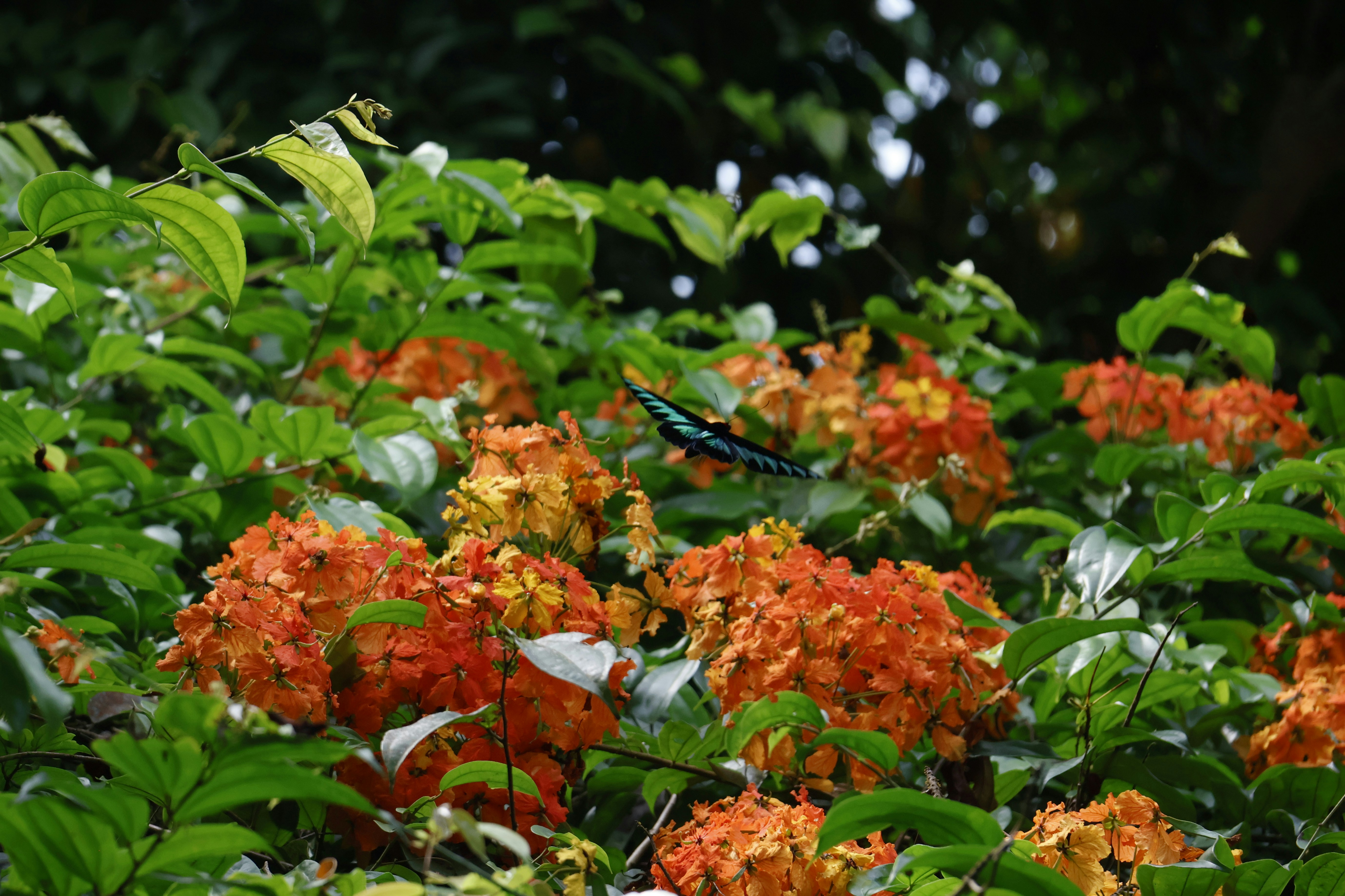 Orange Bouquets in Green Canopy with a Hummingbird in Flight