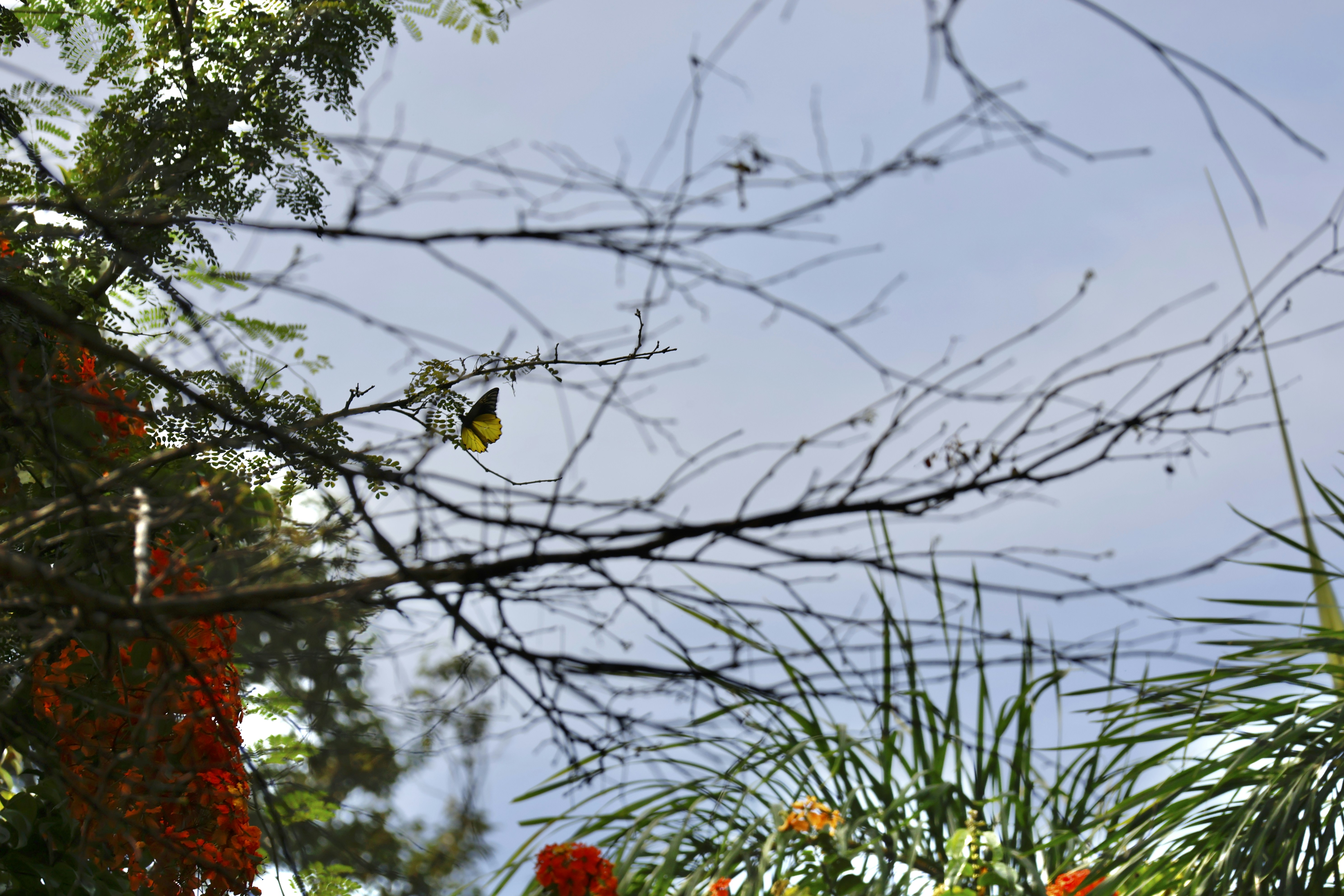 Butterfly on the Edge: A Quiet Moment Among Branches and Flowers