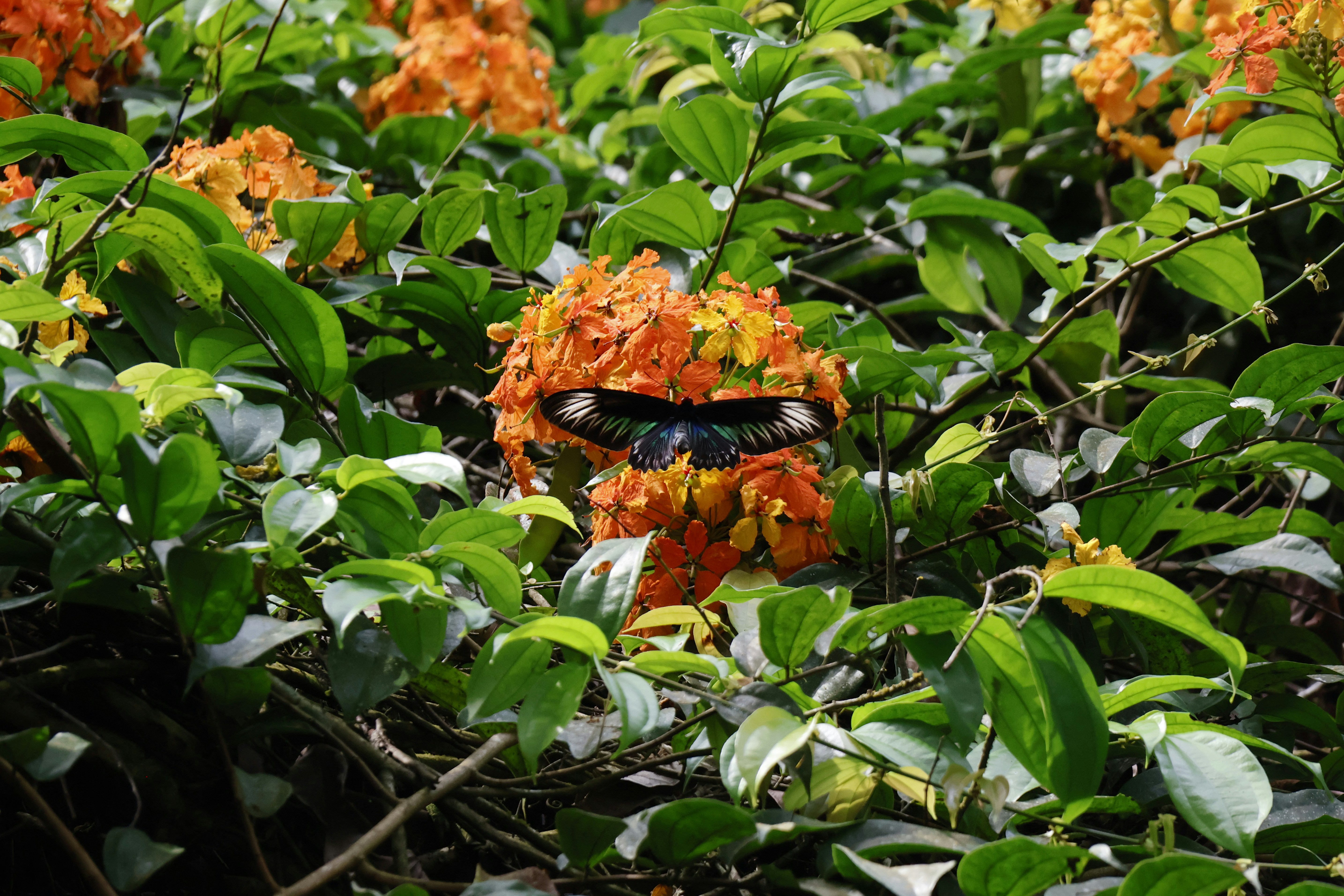 Crimson Blooms and a Dark-Wlewing Hush: Butterfly at Rest amid Orange Clusters