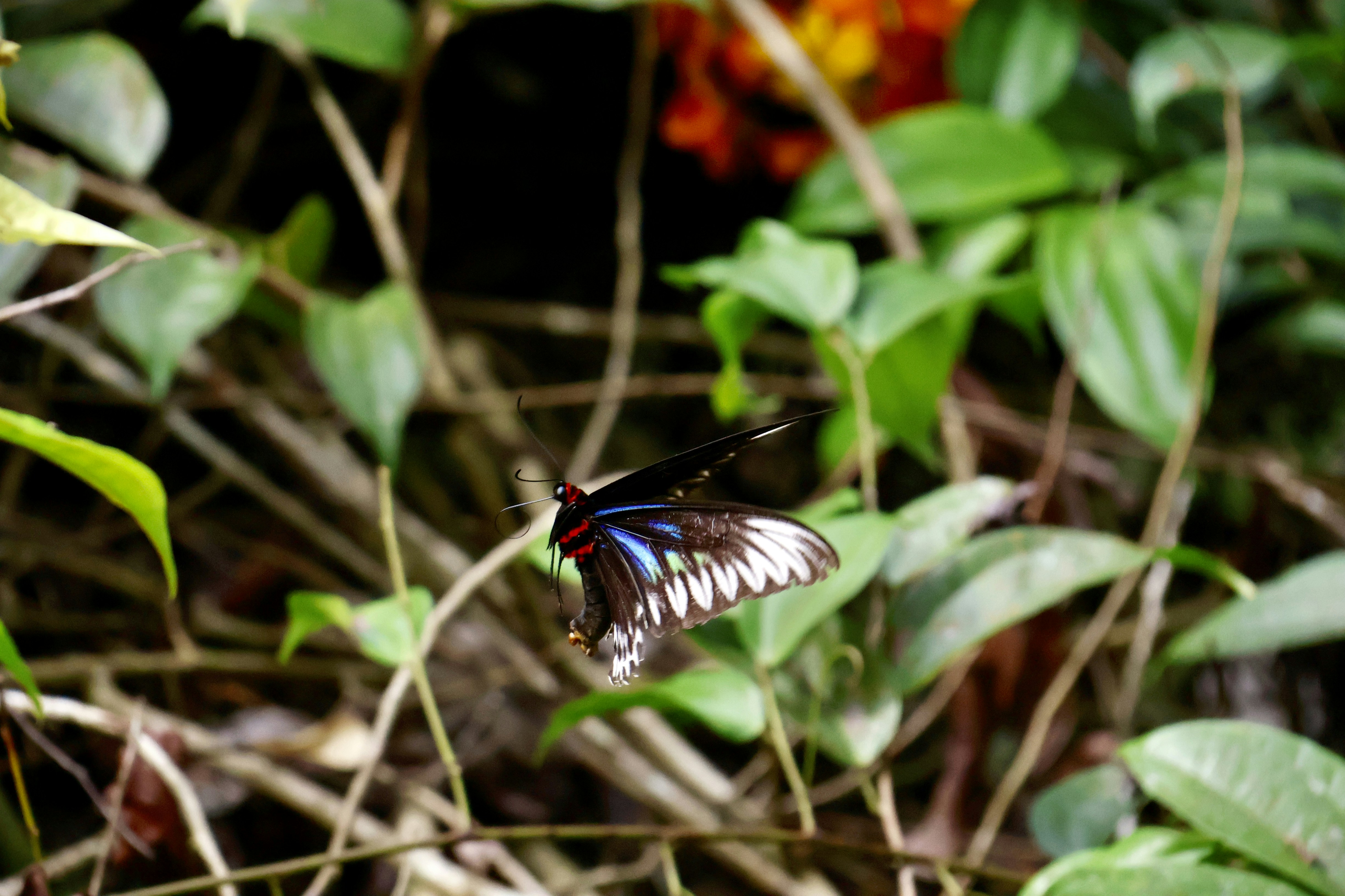 Midair Monarch: a Butterfly in a Verdant Corridor
