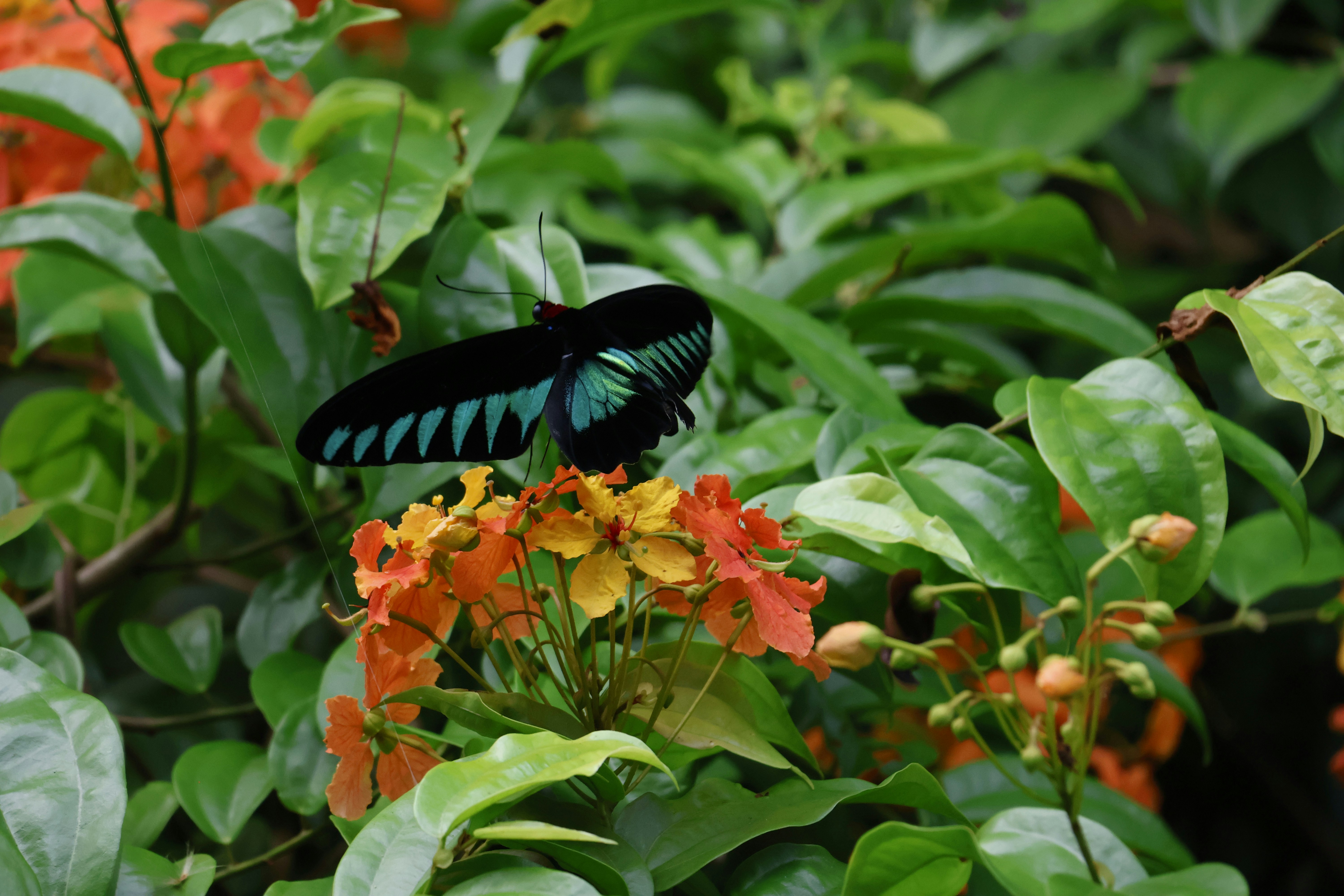 Emerald-winged Butterfly resting on fiery blossoms