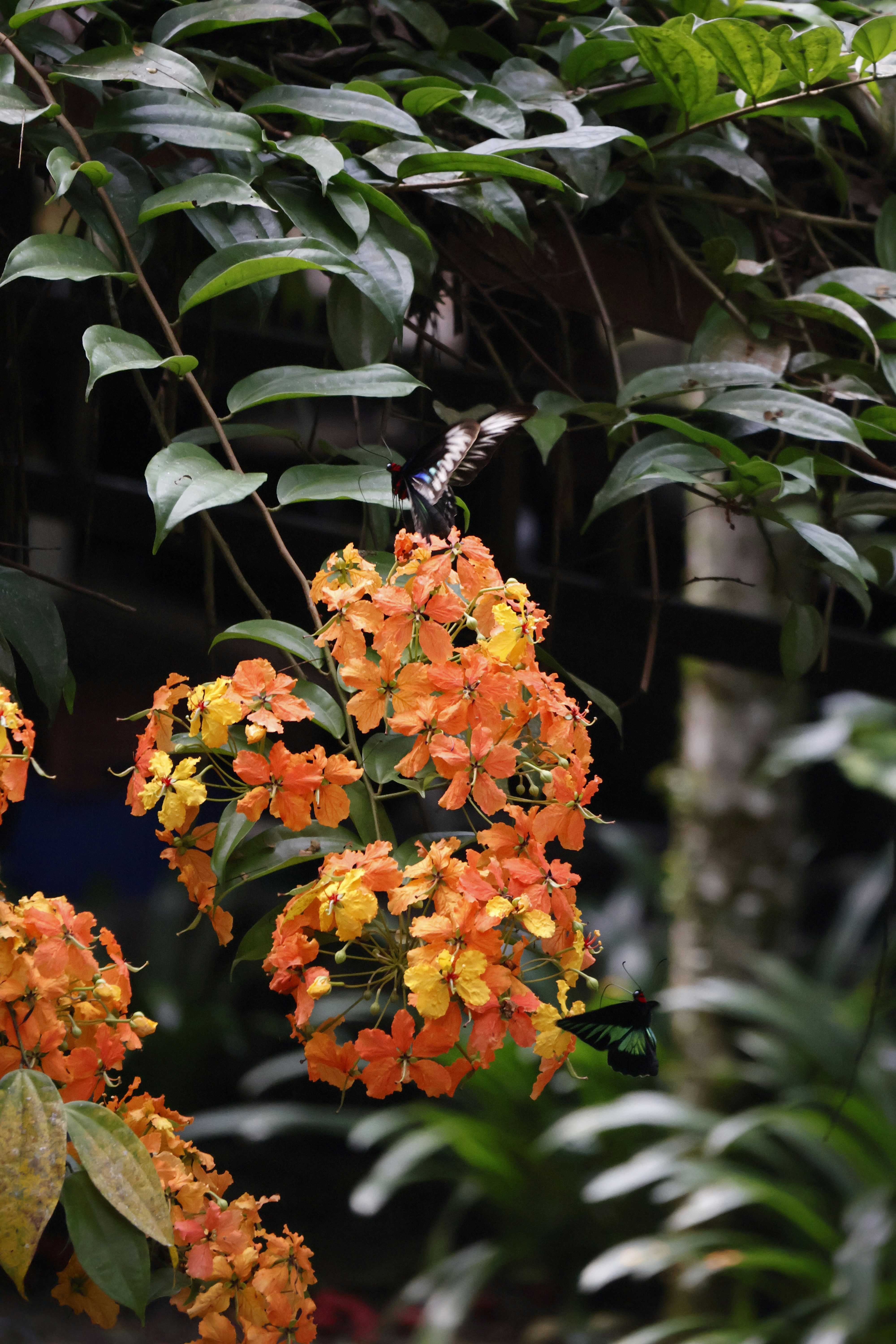 Fluttering Color: Monarchs Among Orange Blossoms