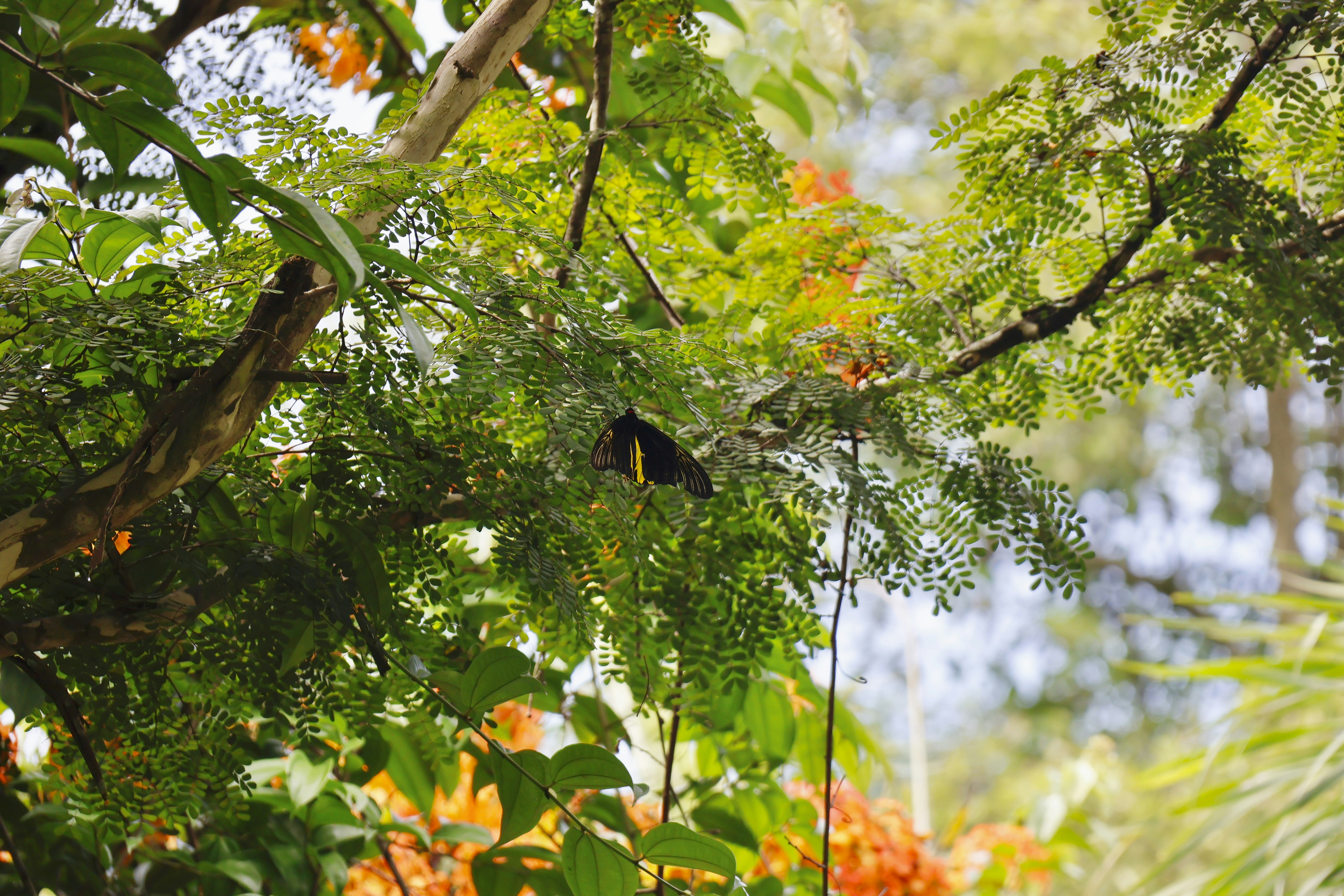 Midday Monarch: A Subtle Monarch Adrift in Verdant Canopy