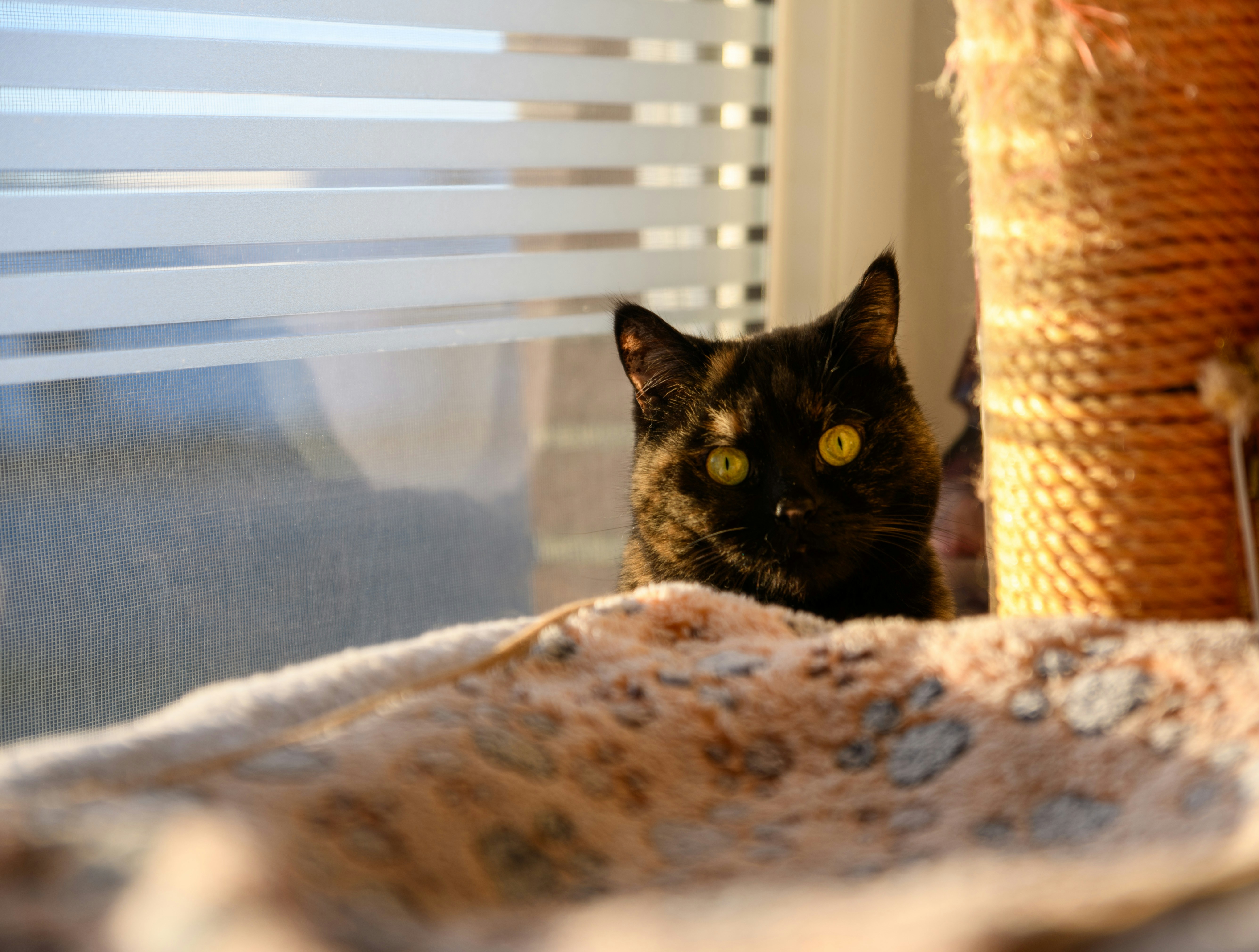 Curious Cat Peeks Over a Cozy Blanket Bar to Morning Light
