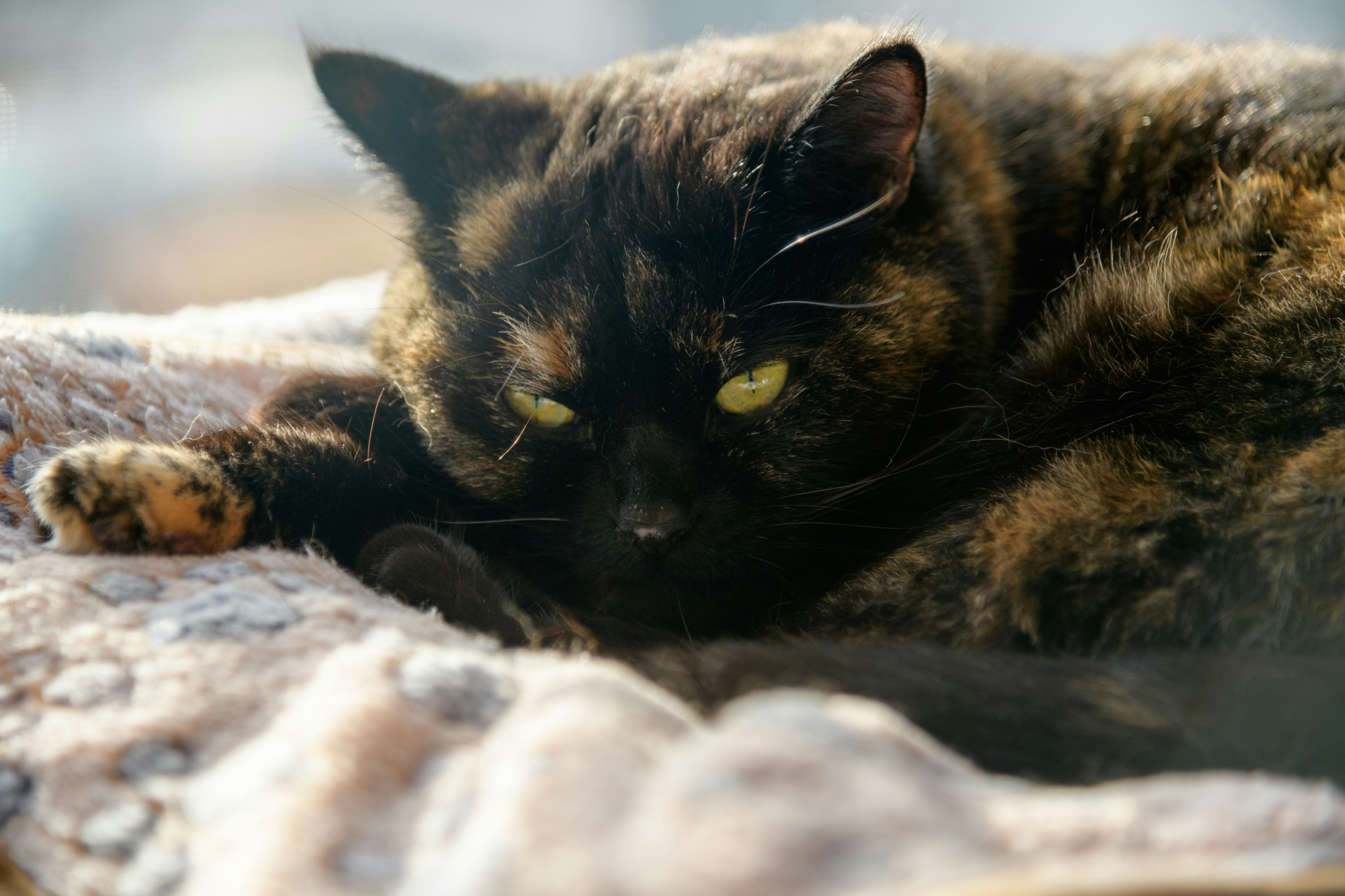 Sunlit Slumber: A Close-Up on Sleepy Feline Serenity