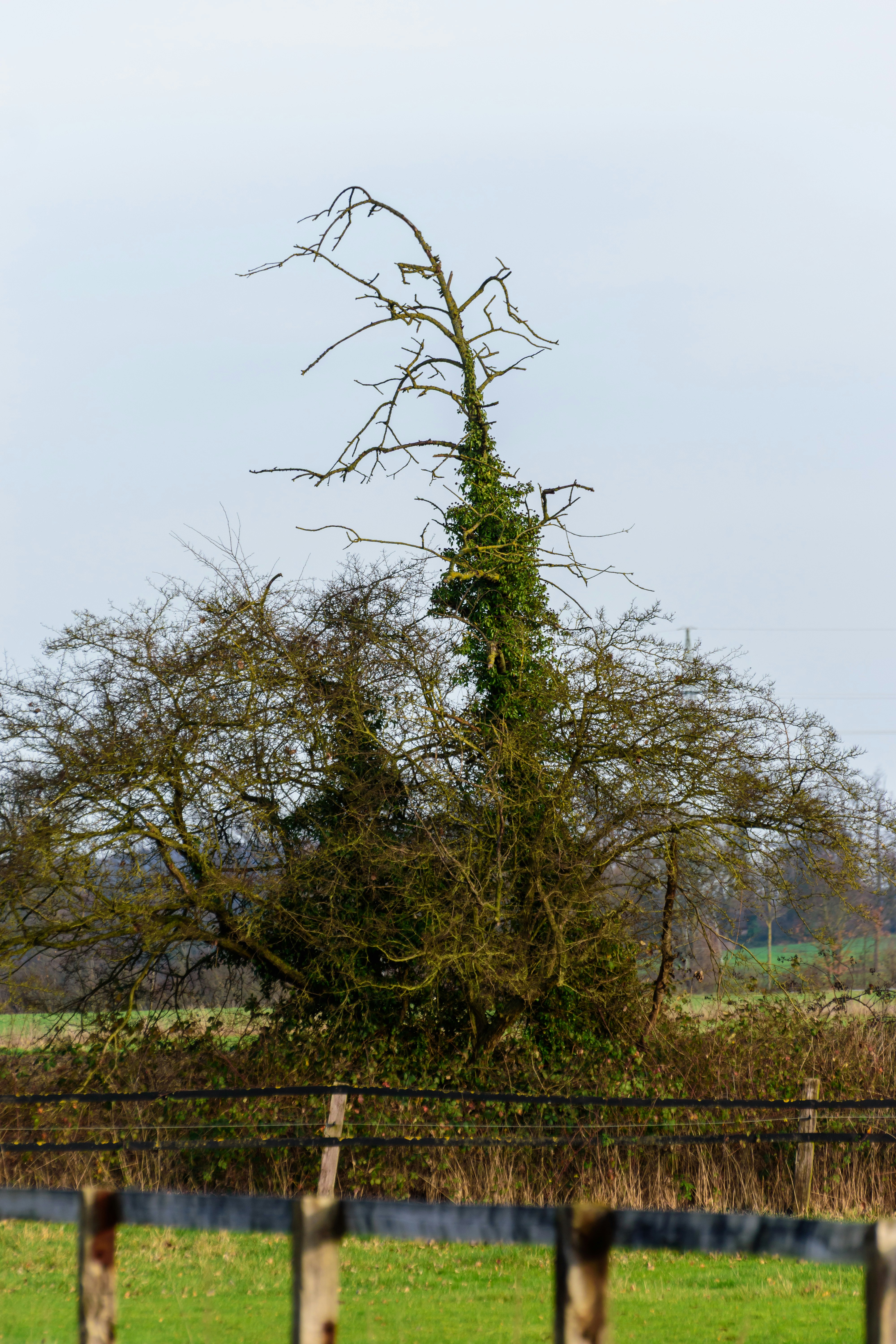 The Lone Ivy-Scaled Arboreal Sentinel