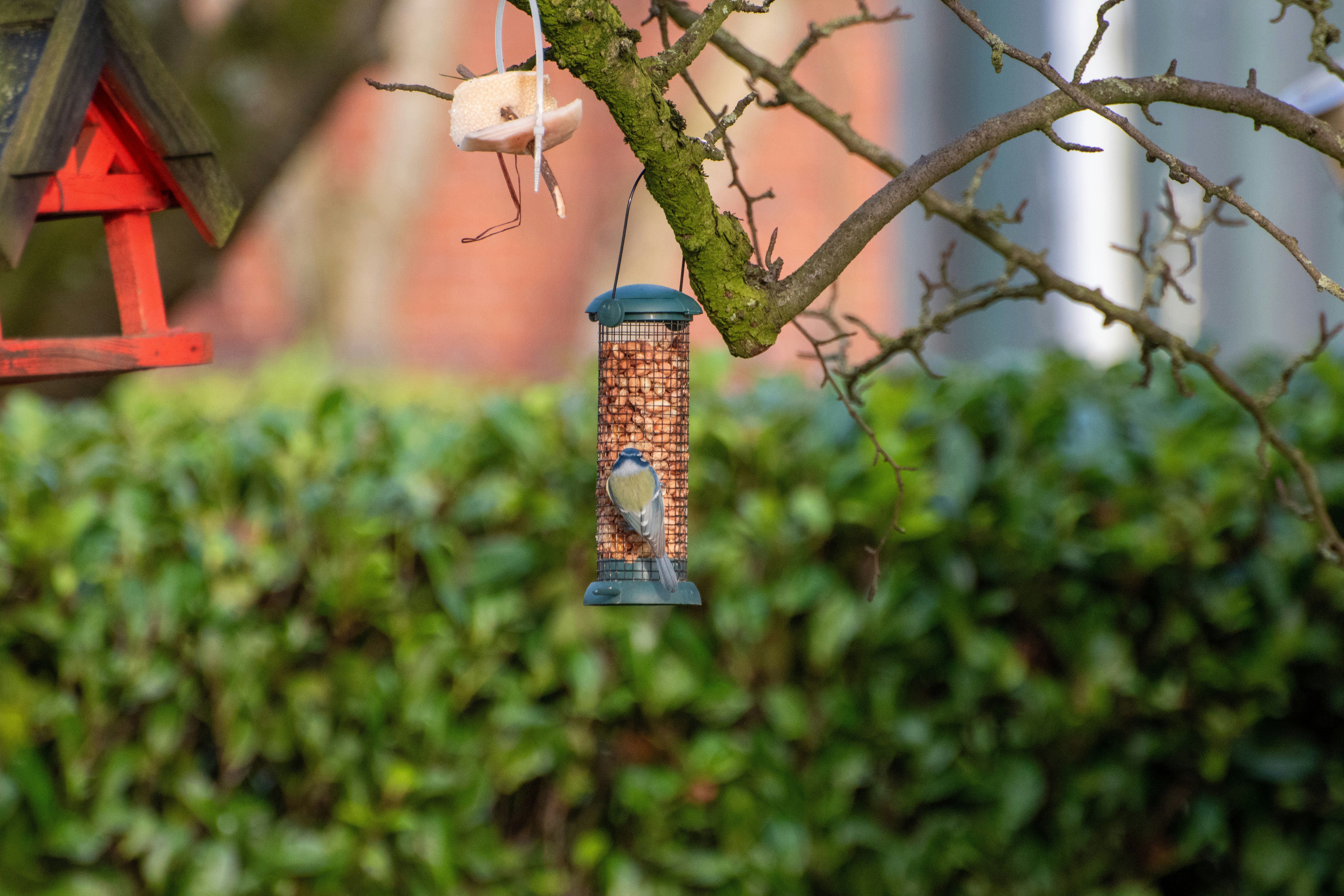 Feeder in Focus: A Hanging Seed Cylinder Encircled by Branches