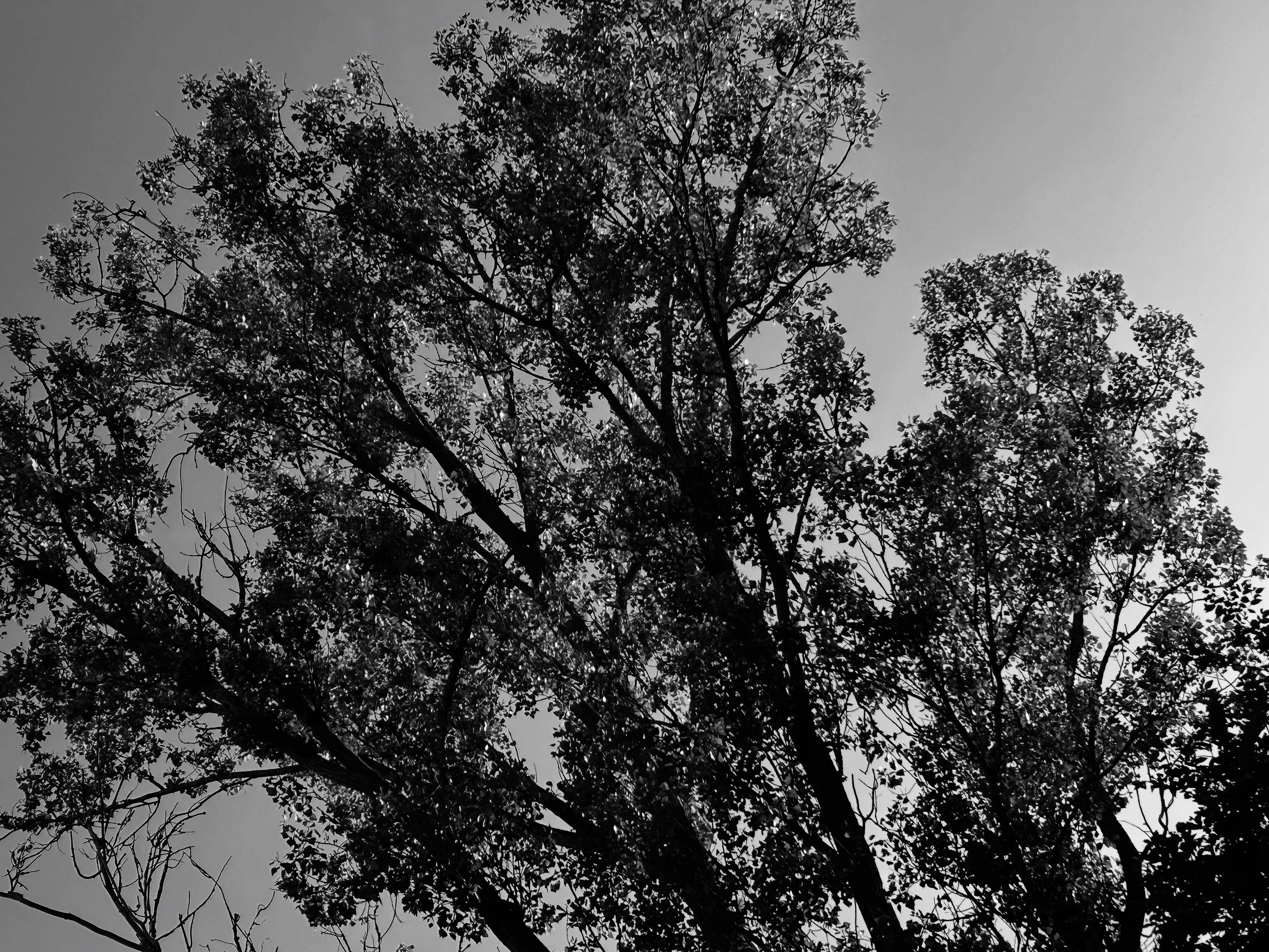 Silueta de un árbol contra el cielo foto – Imagen de Pacífico gratuita ...