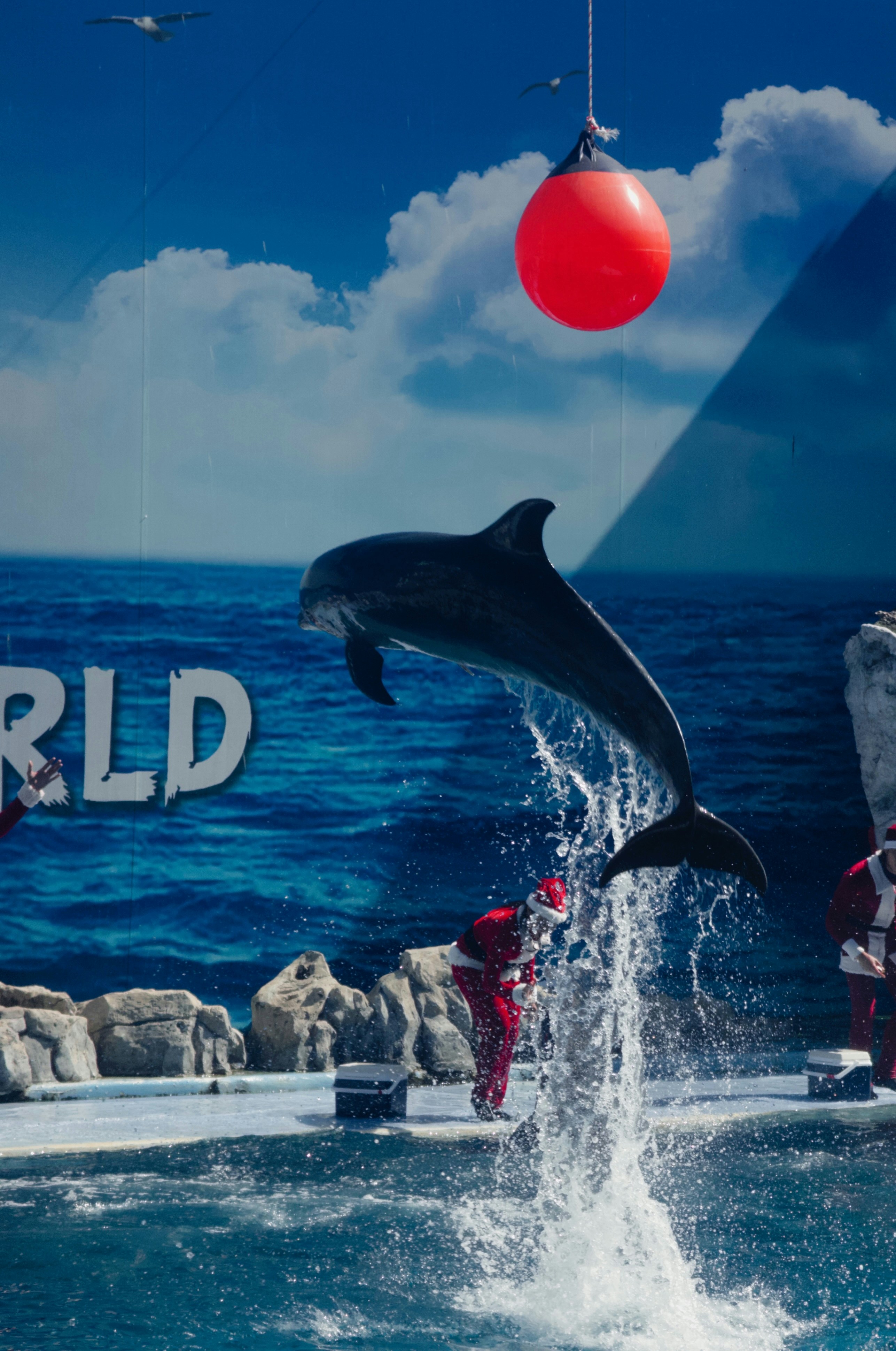 Dolphin leaps from water with trainers in red suits. photo – Free ...