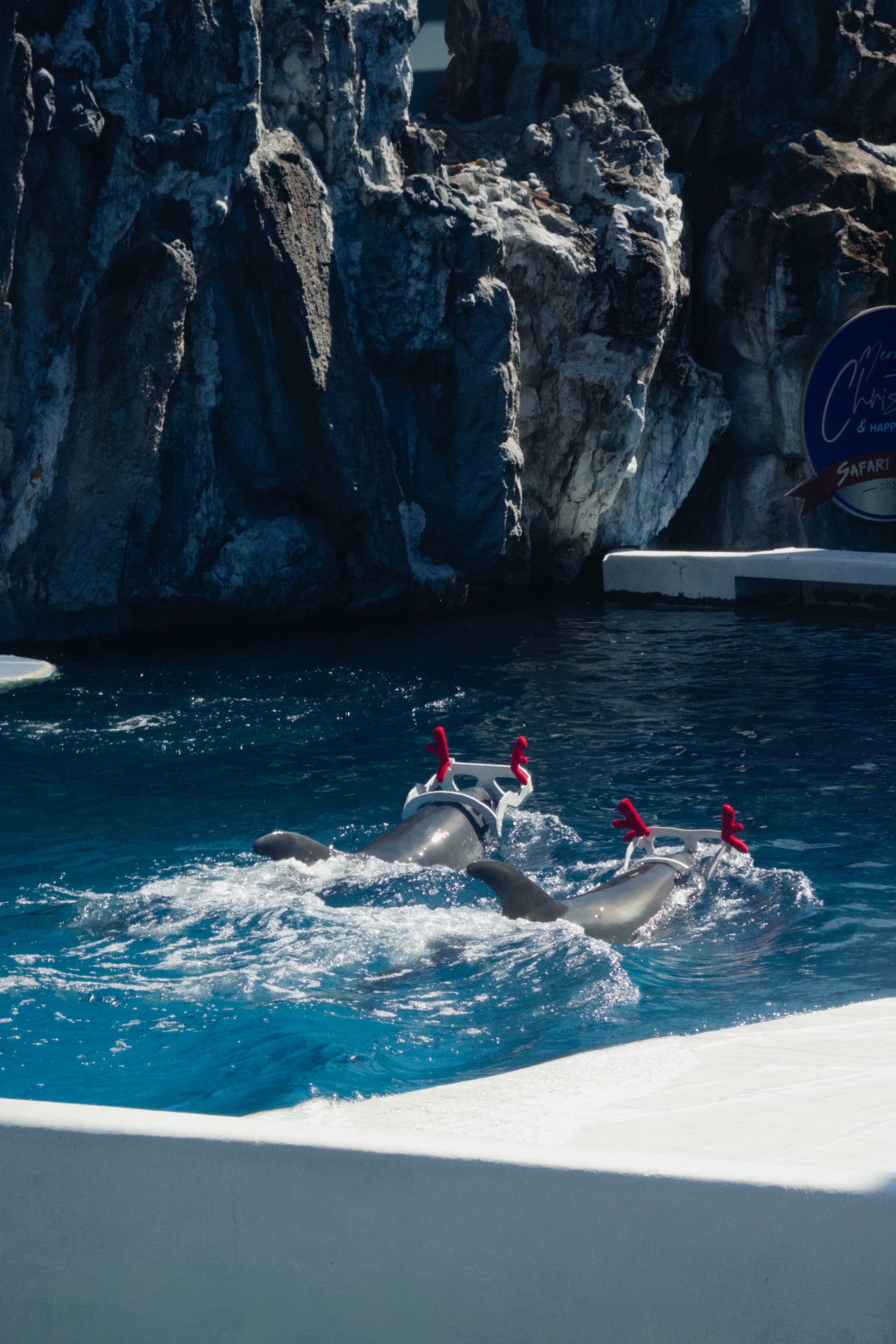 Dolphins in a Blue Lagoon: Tubes and Tides