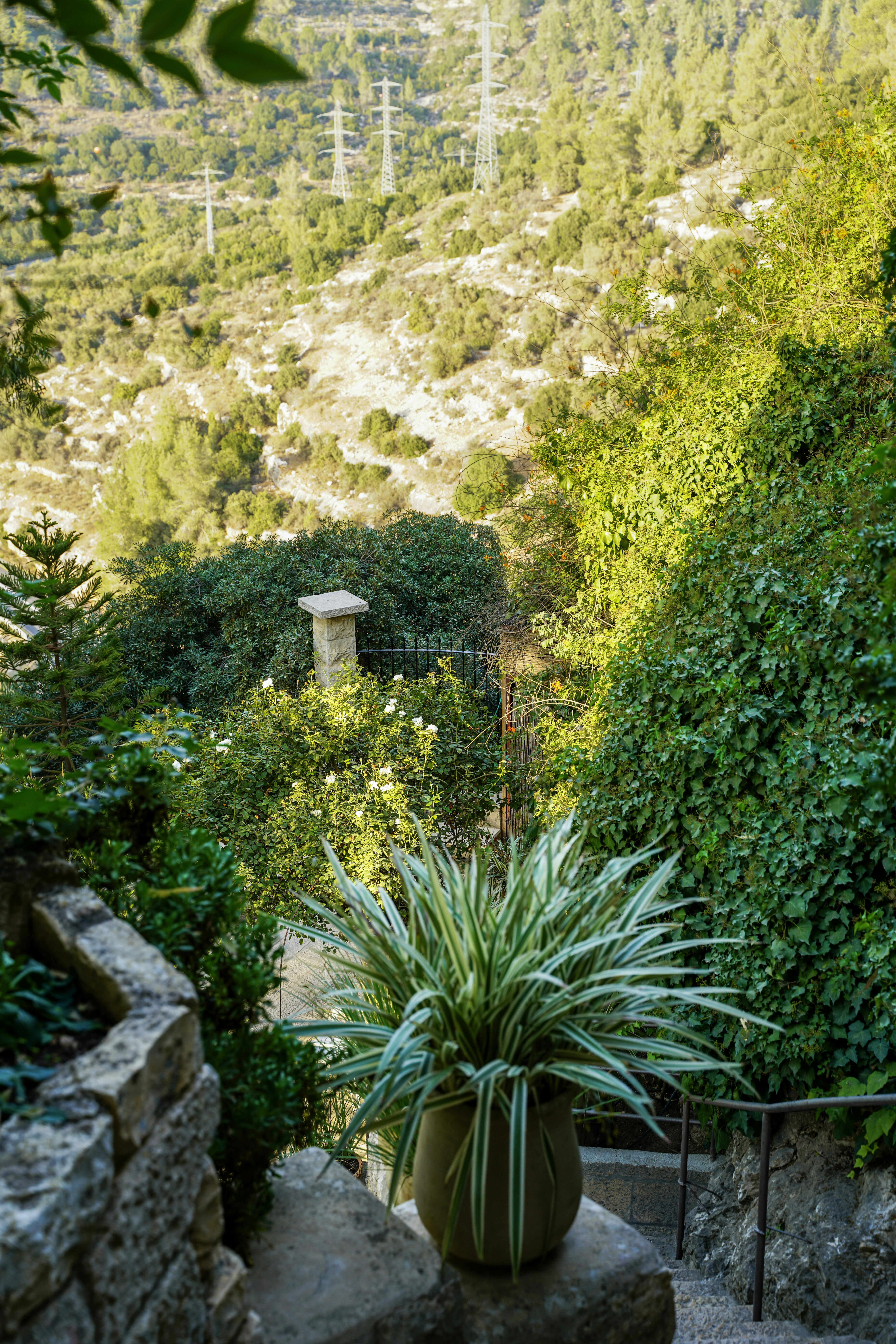 Verdant Staircase to a Hidden Terrace