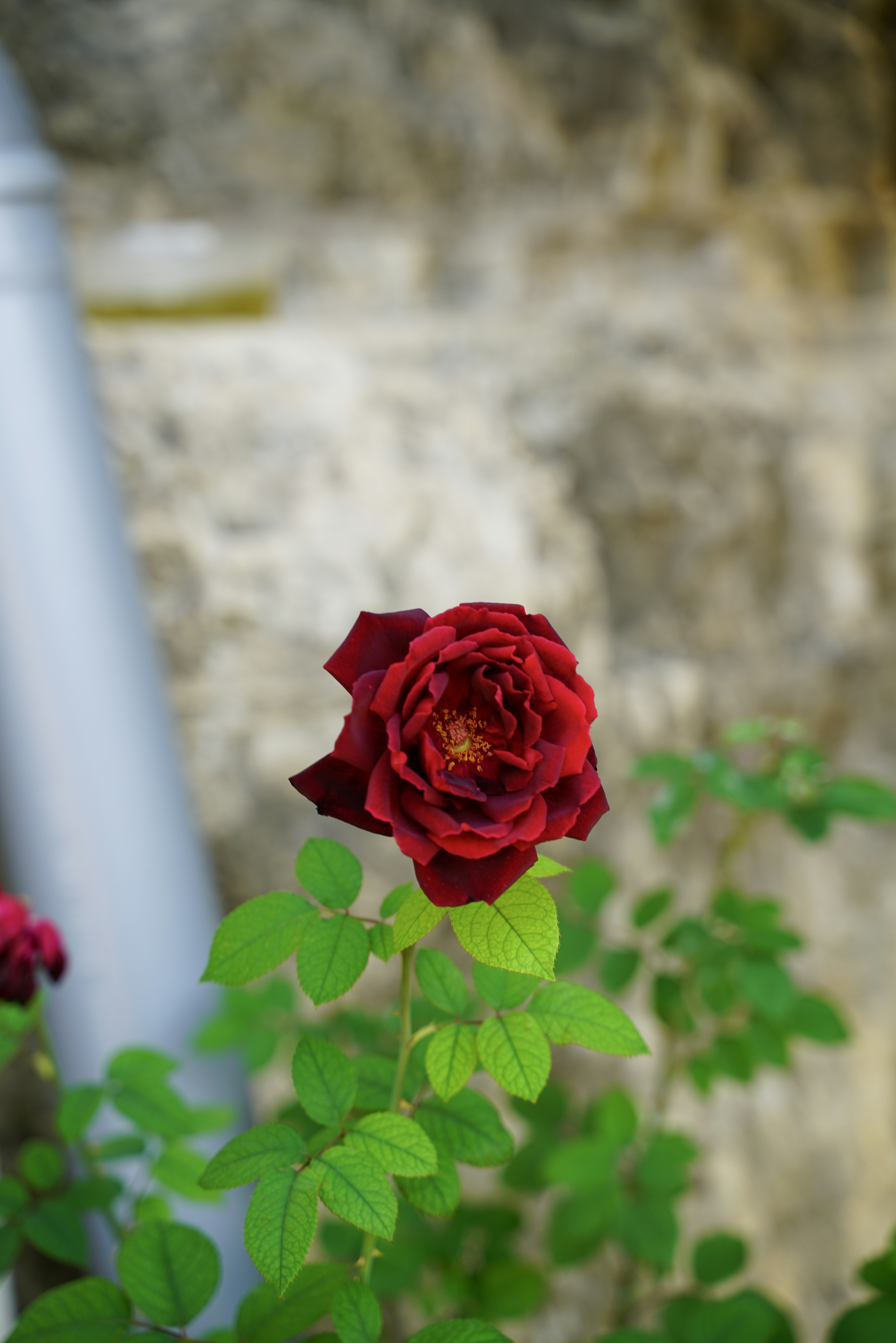 Red Rose in Focus: Vivid Blooms Against a Rustic Backdrop