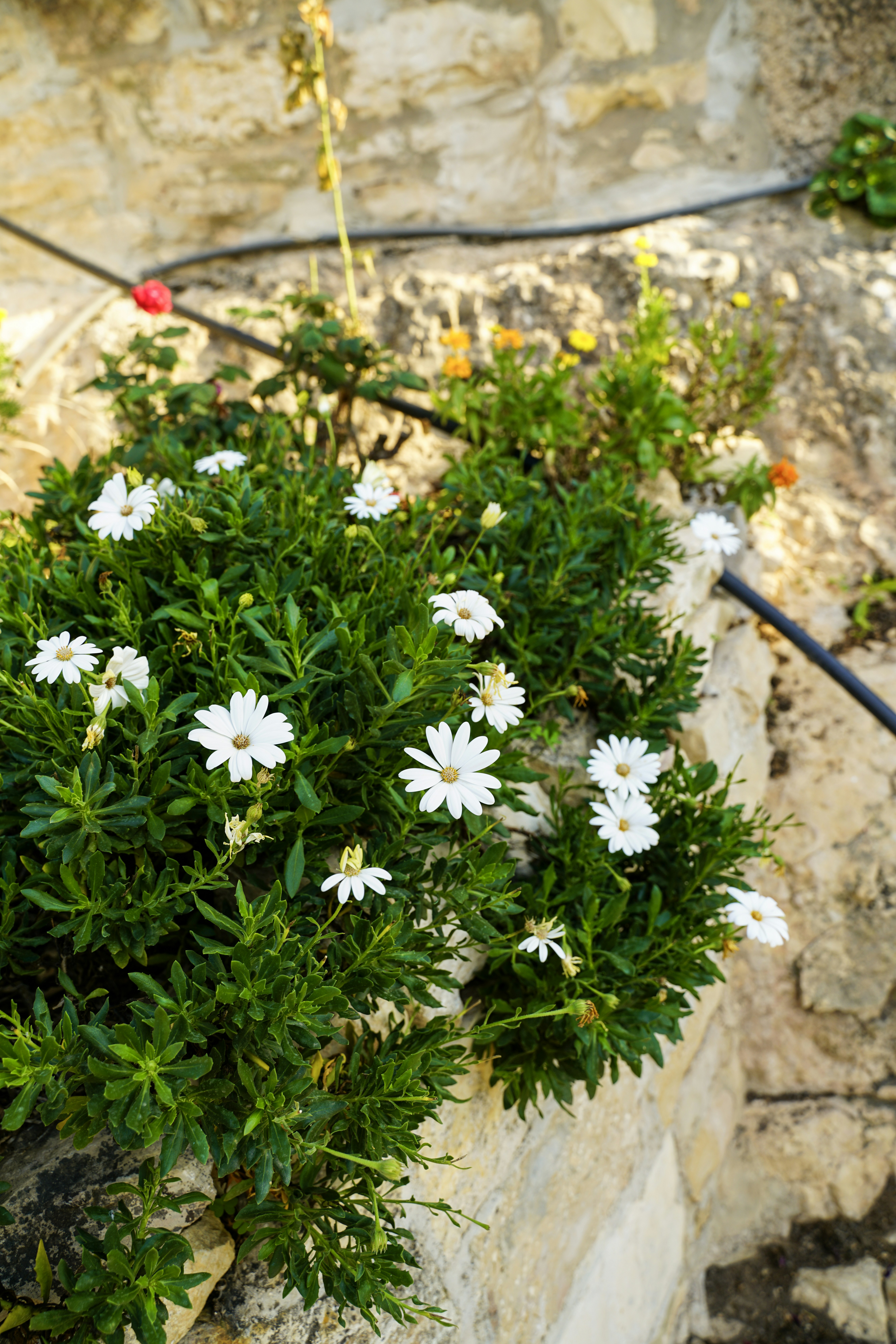 Sunlit White Daisies Framing a Stone Terrace