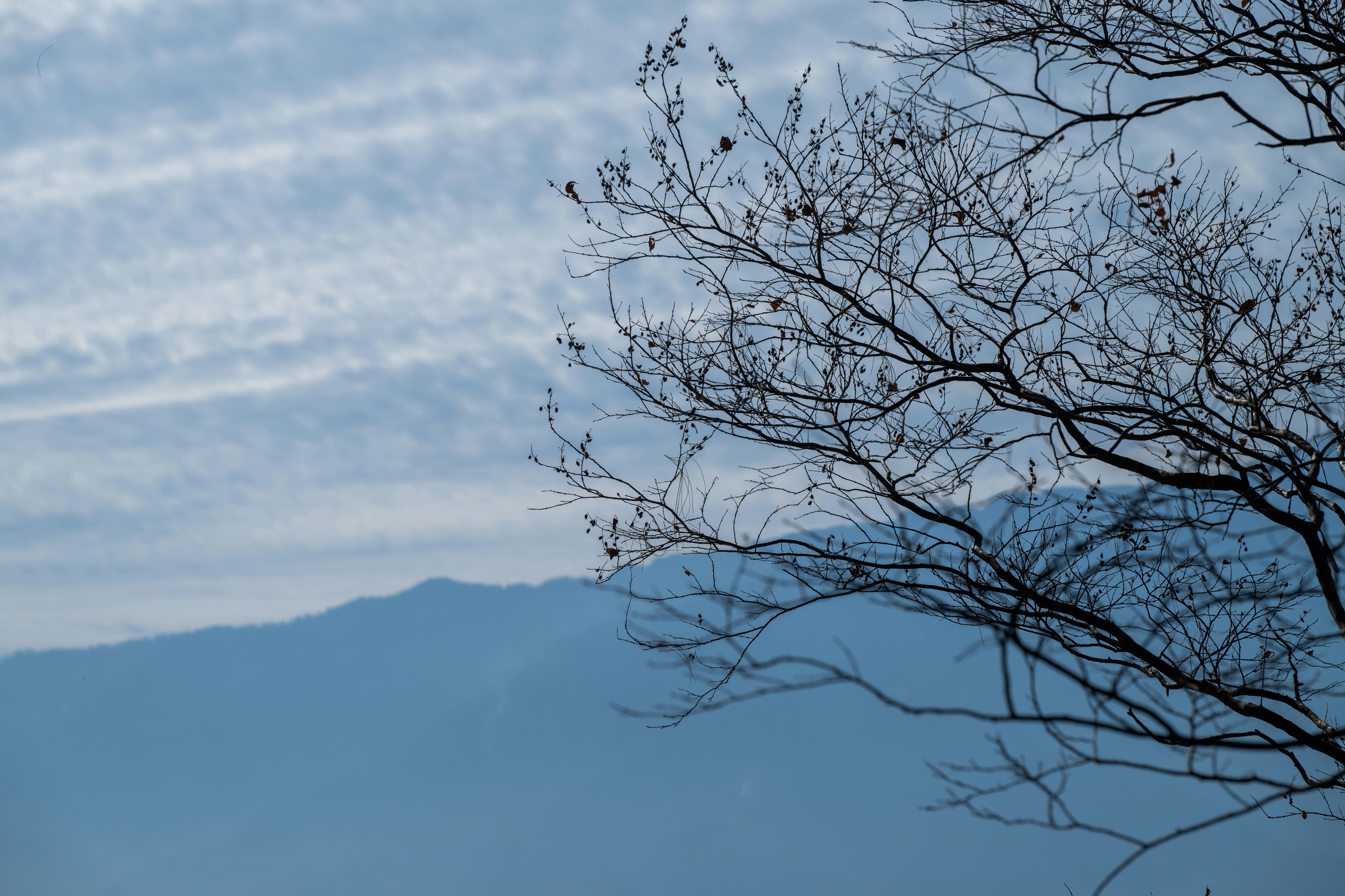 Bare Branches against a Mountain Crest at Dusk