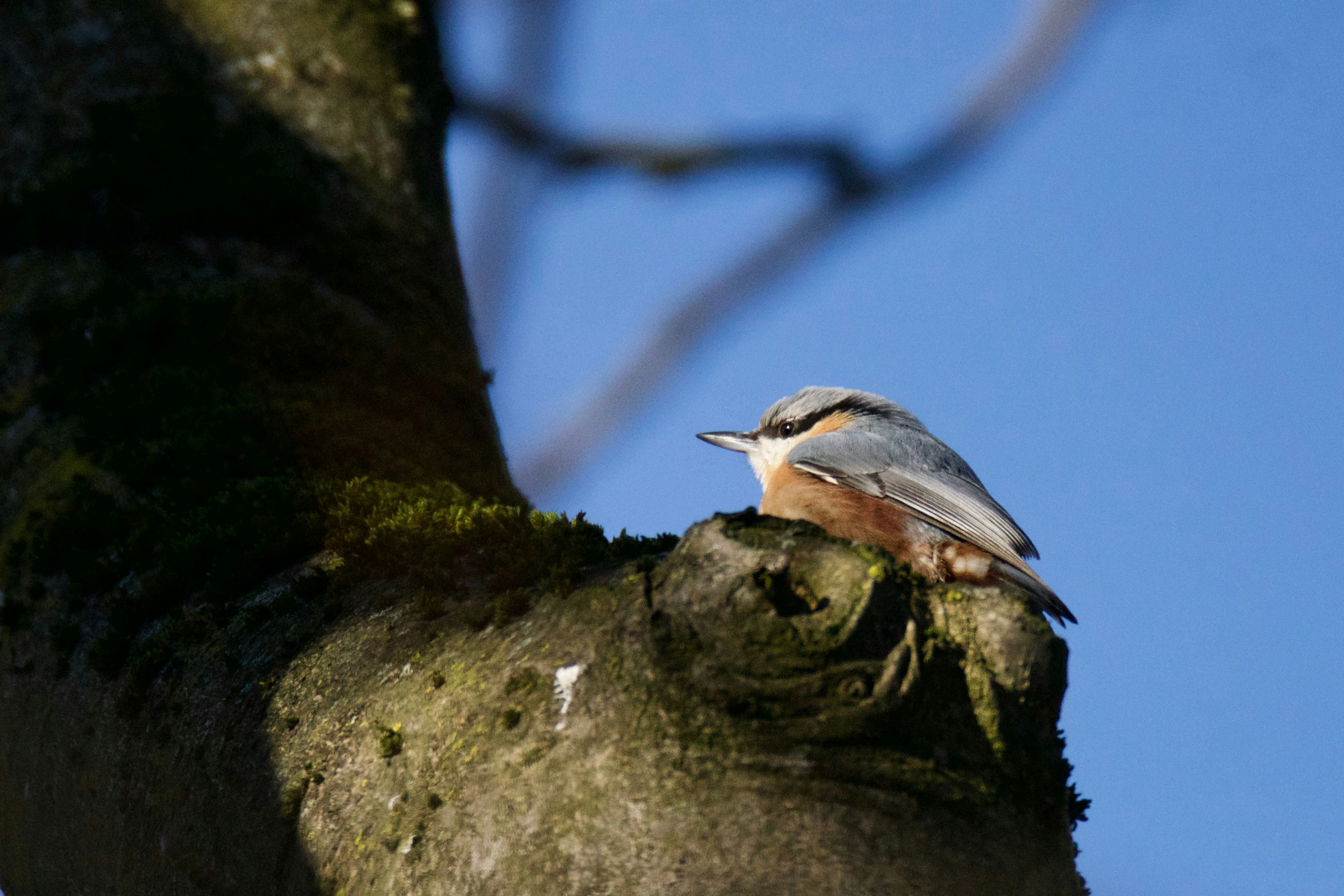 Kleiber zeigt sich im Sonnenlicht