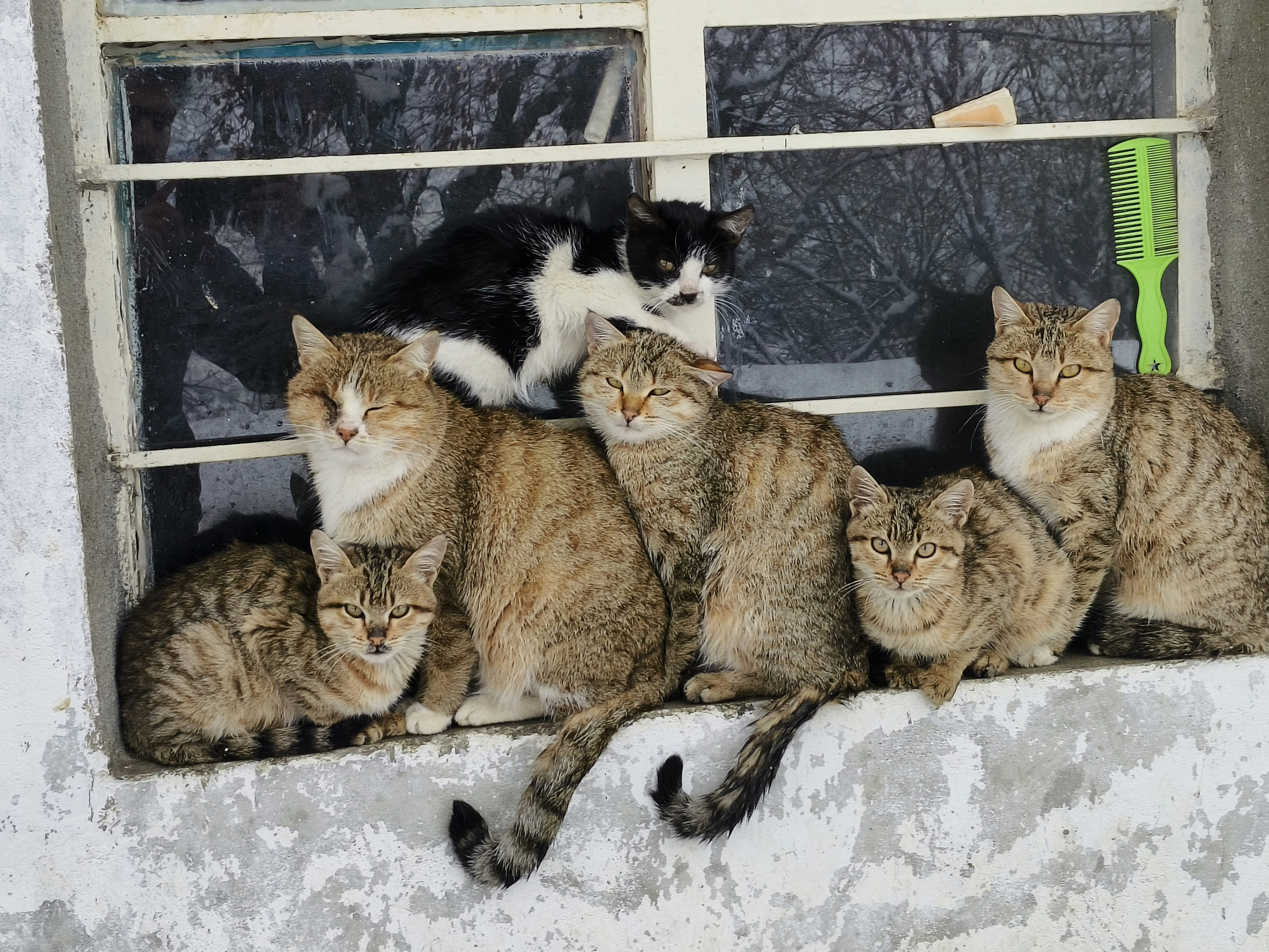 Six pairs of eyes watching the mountain mist. A candid moment of warmth and survival in Sinamoka village, Kurdistan.