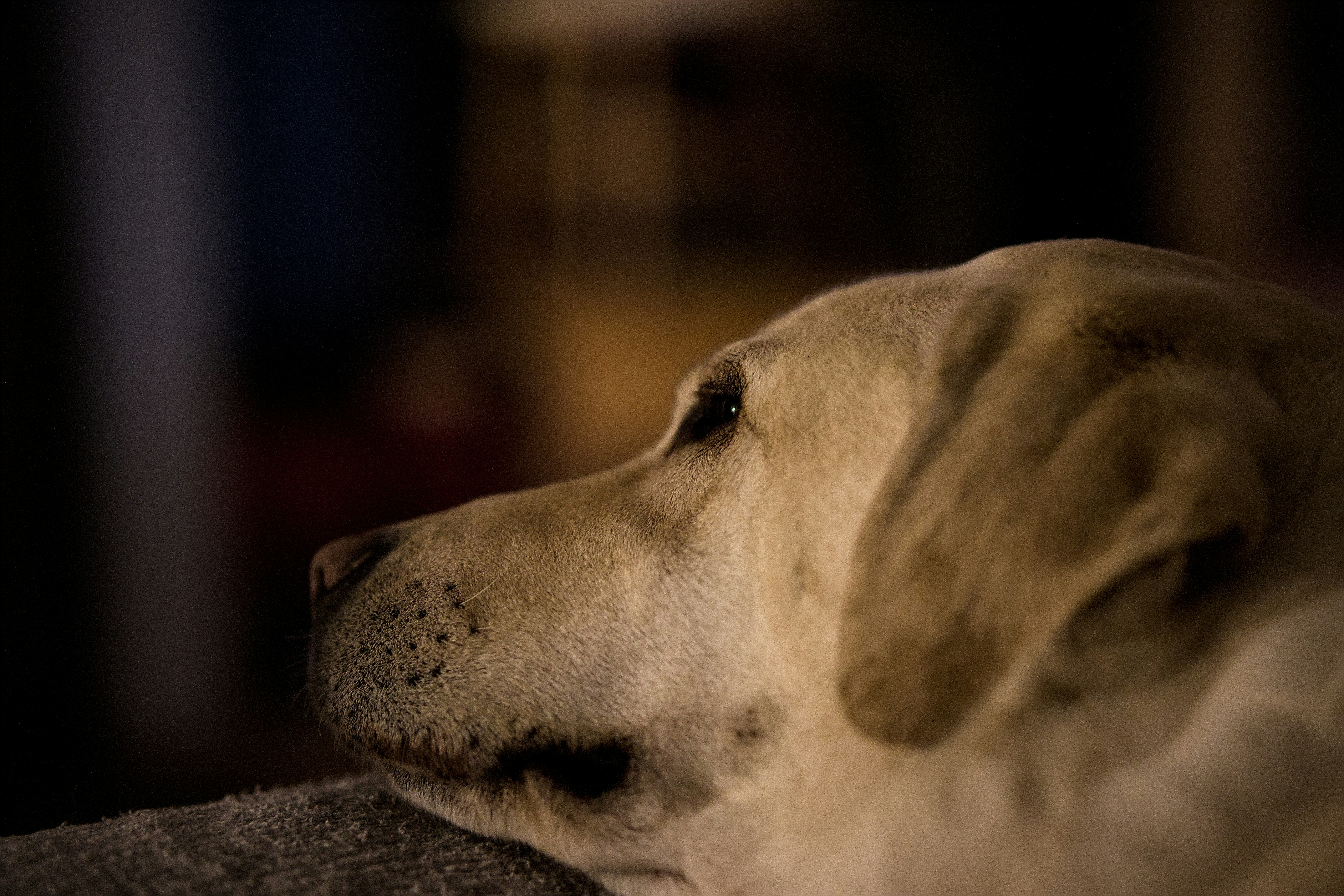 Quiet Lullaby: a Retriever's Rest in Low Light
