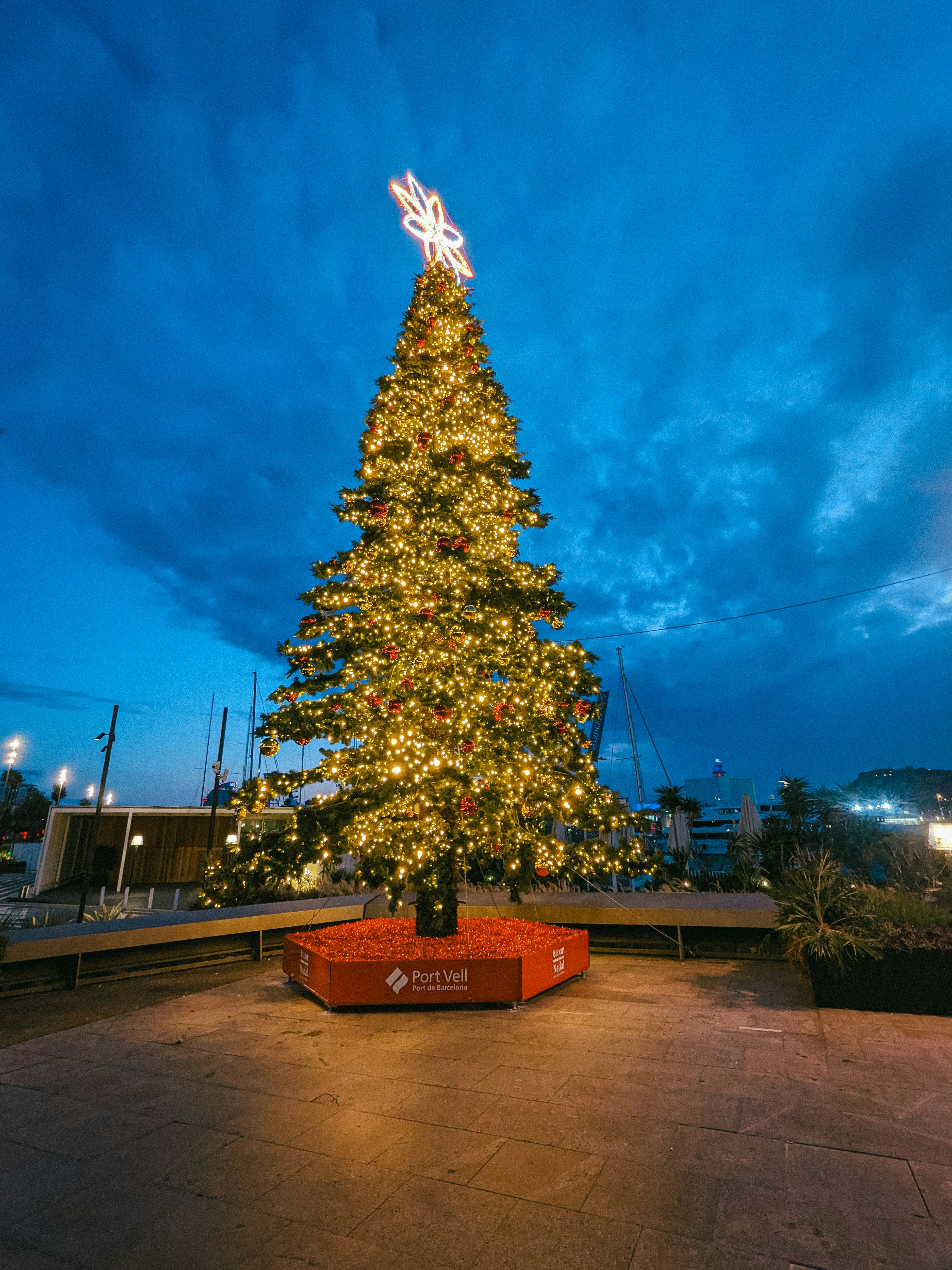 Glowing Holiday Conifer at Dusk Harbor