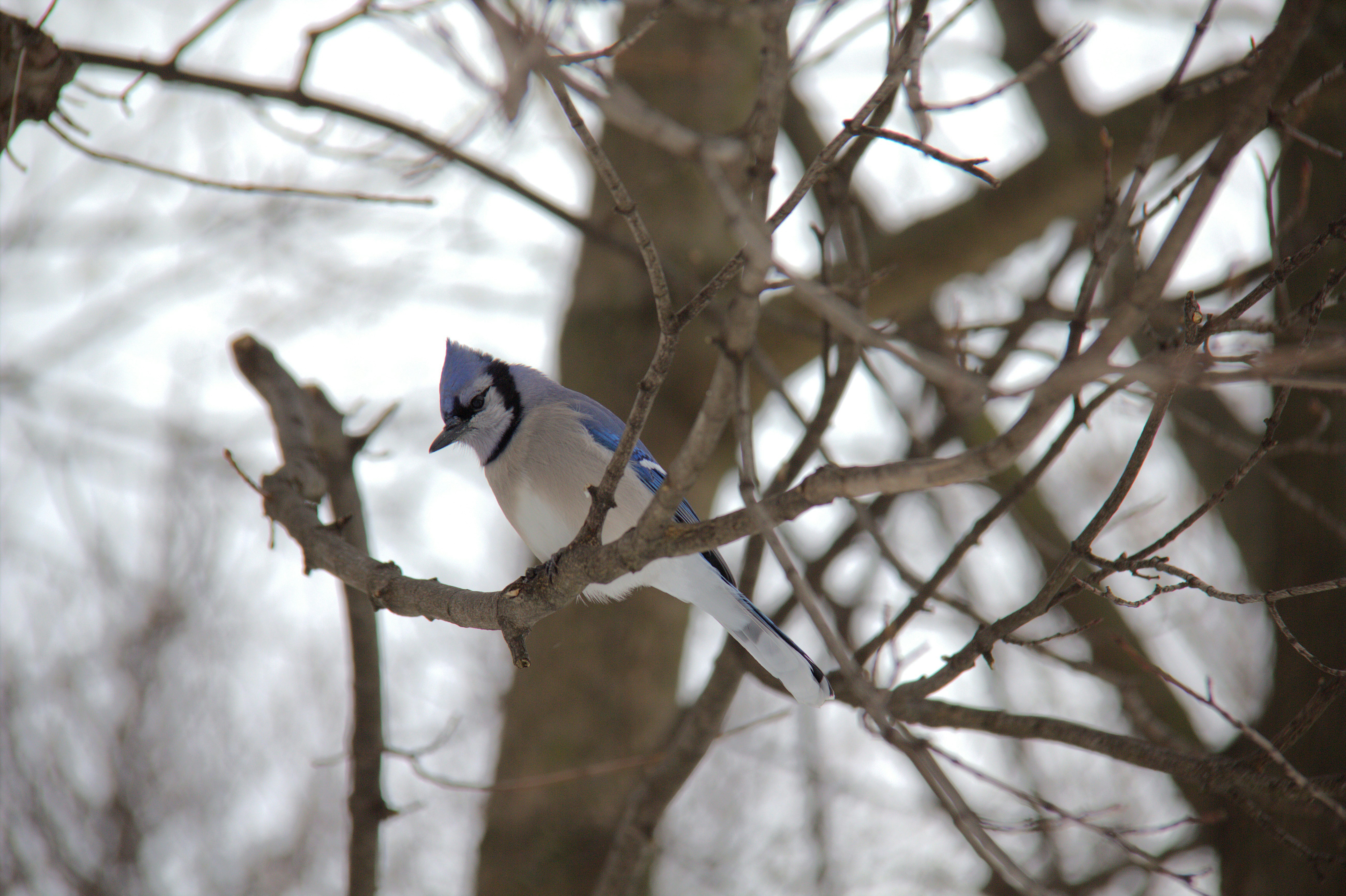 Un arrendajo azul se posa en una rama desnuda. foto – Imagen de Pájaro ...