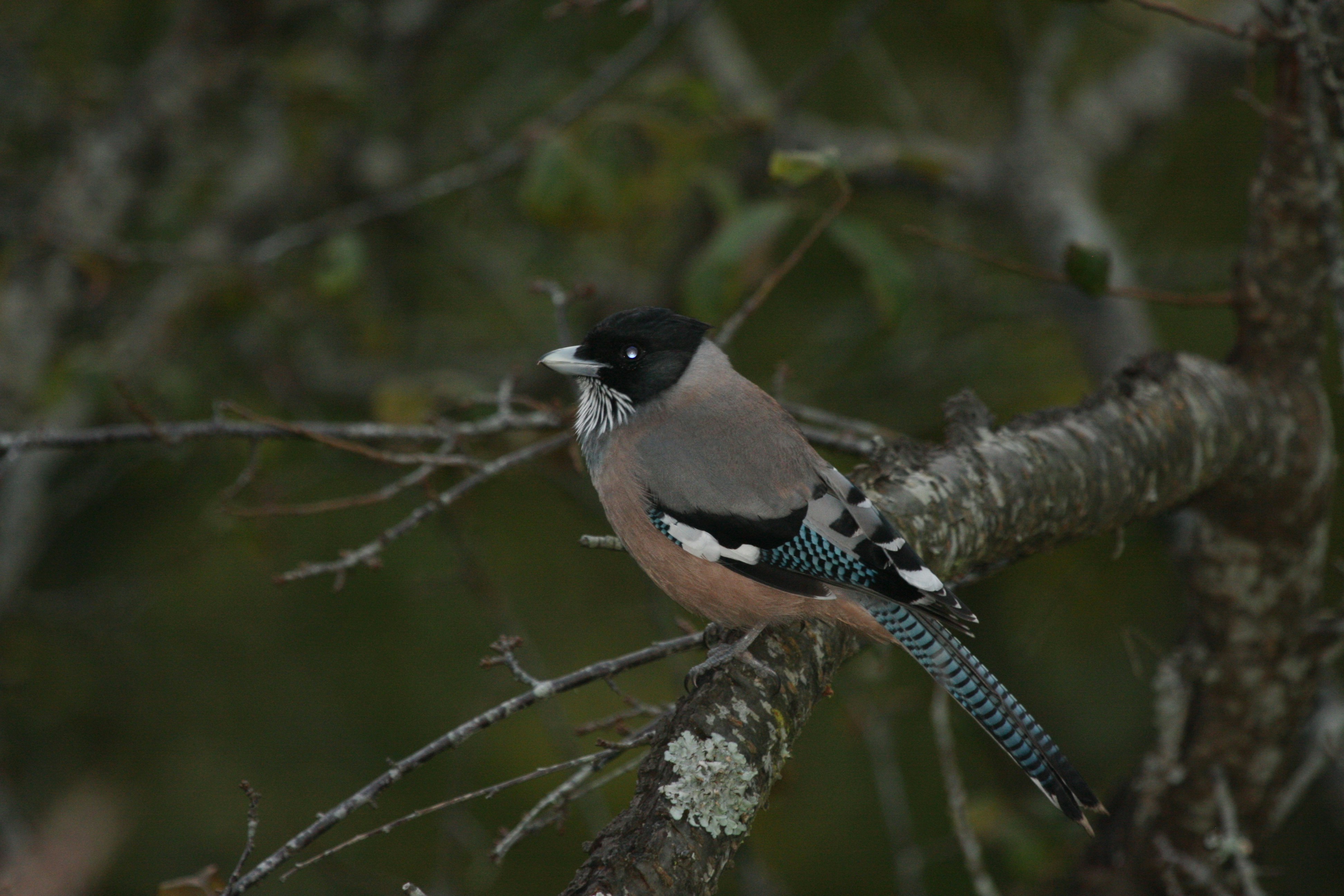 Black-billed Magpie Central: Perched on a Mossy Branch