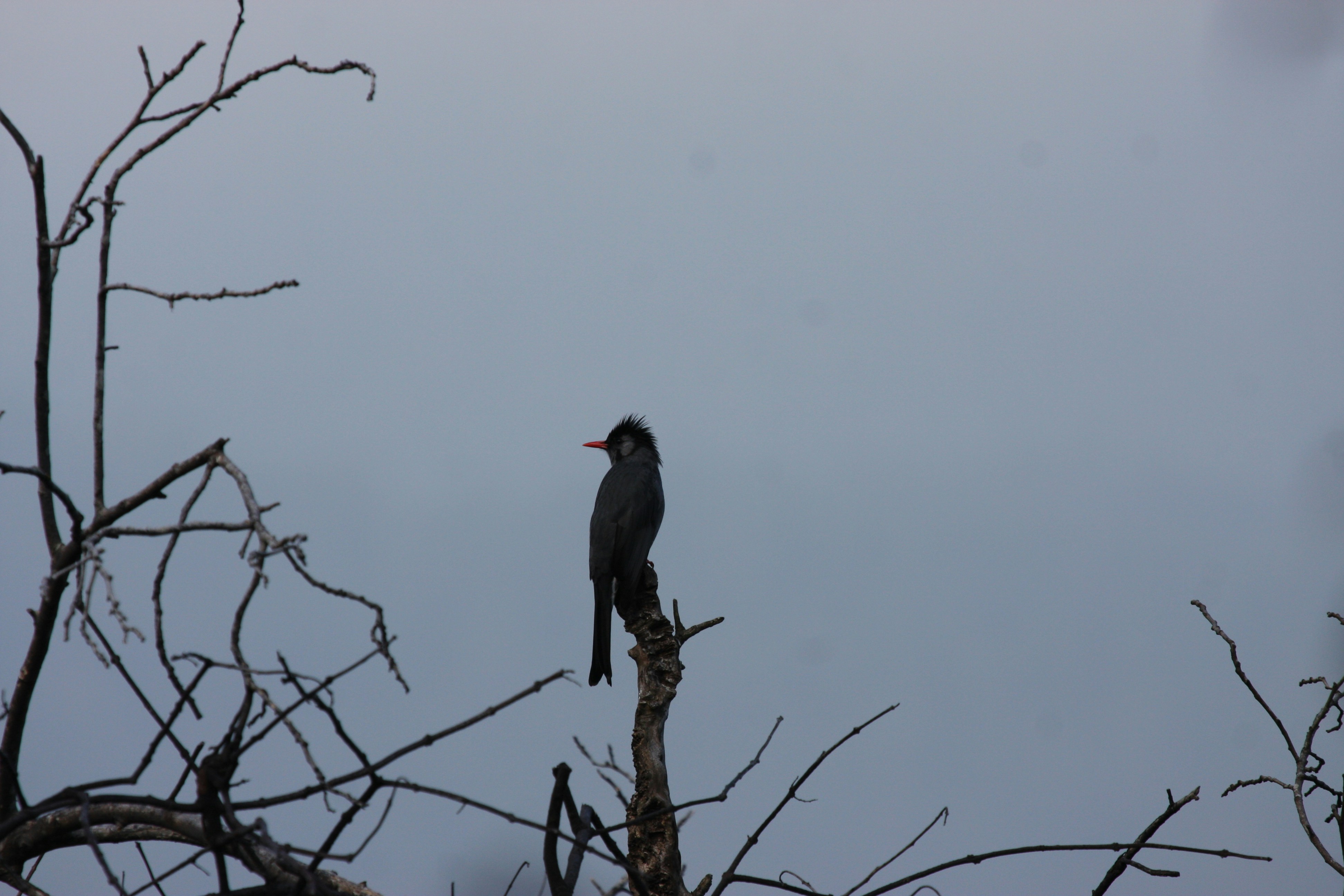 Photo by Suyash Batra with Canon EOS 40D