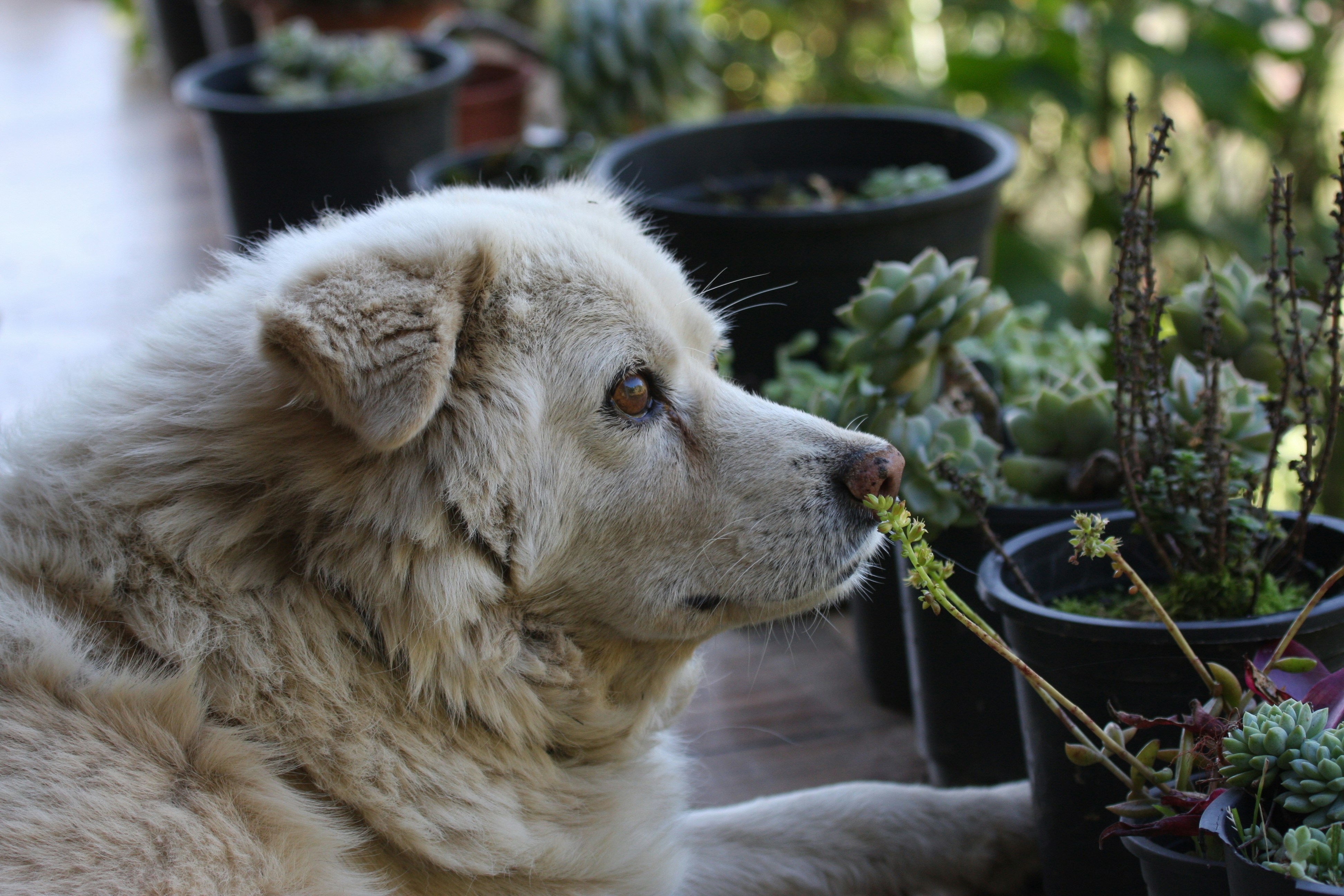 Loyal Gaze: A Gentle Moment with a Fluffy Companion