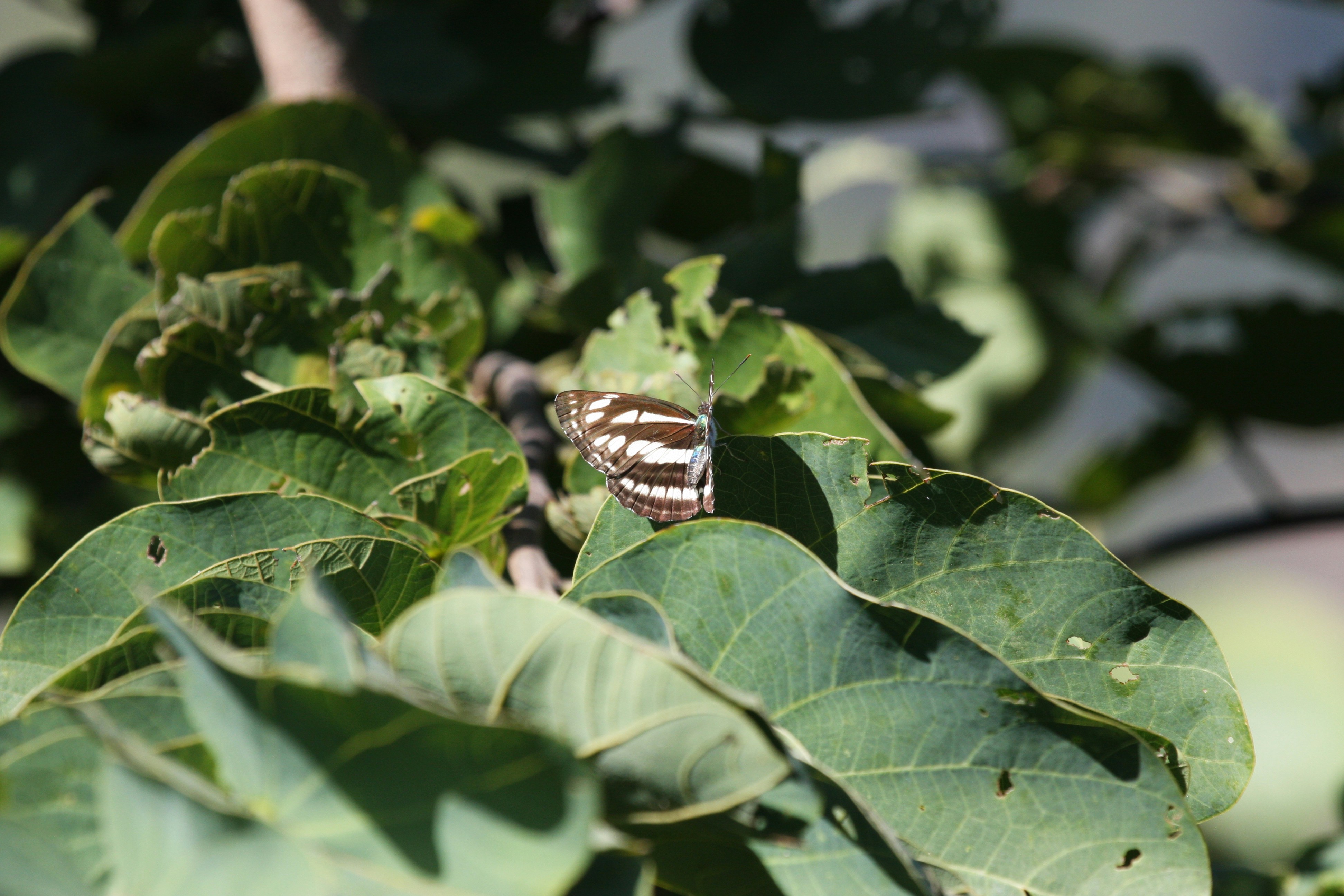 Striated butterfly resting on sunlit leaves