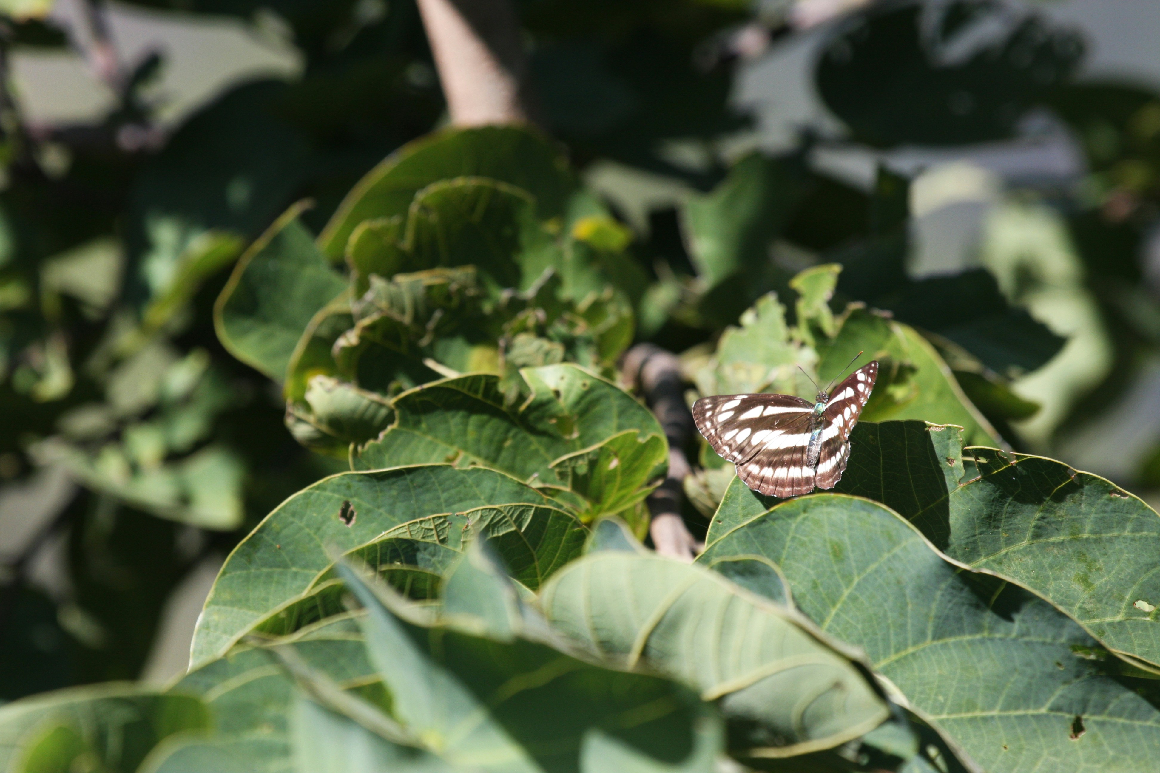 Hidden Monarch: a butterfly rests amid sunlit fig leaves