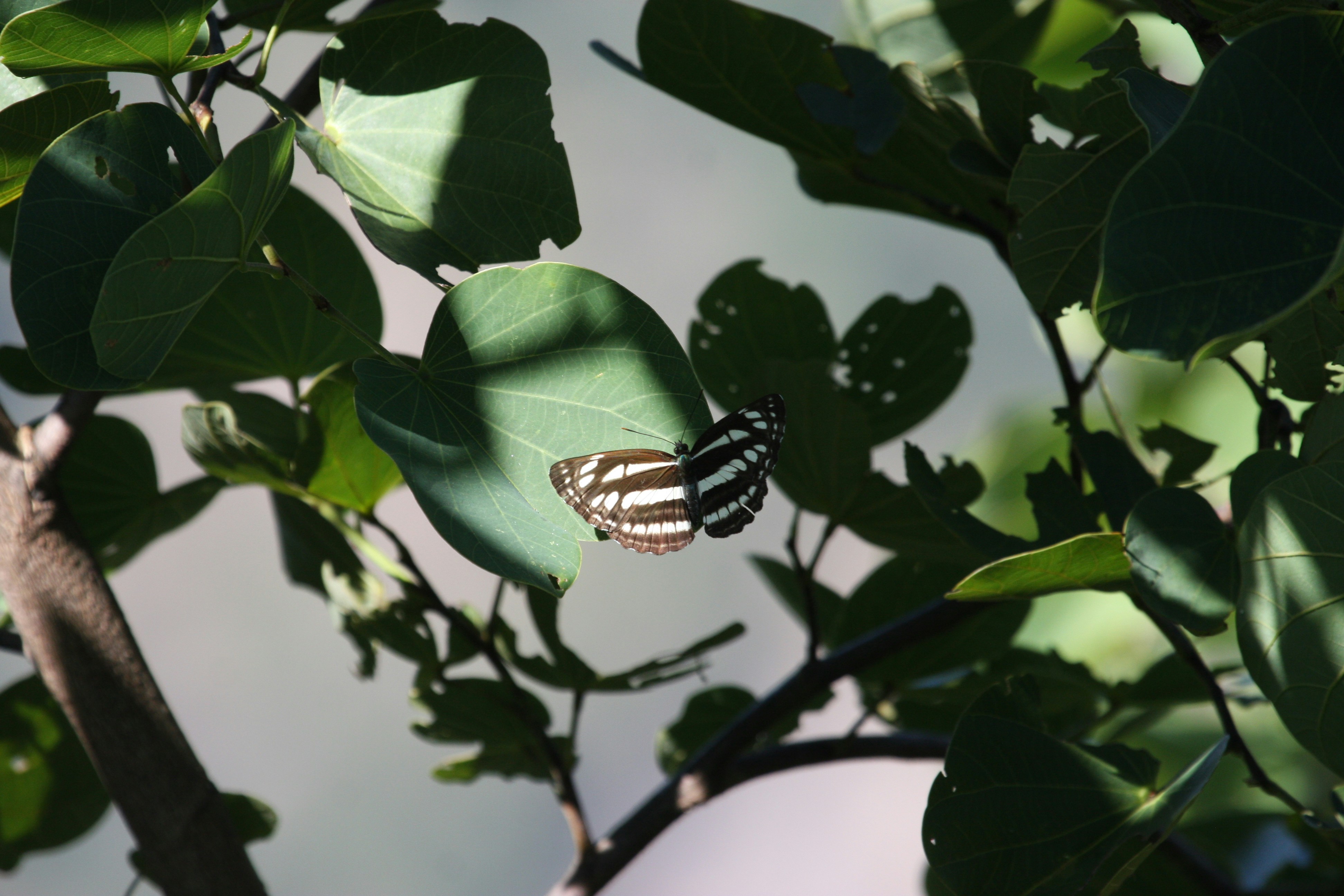 Dusky Monarch on a Quiet Leaf