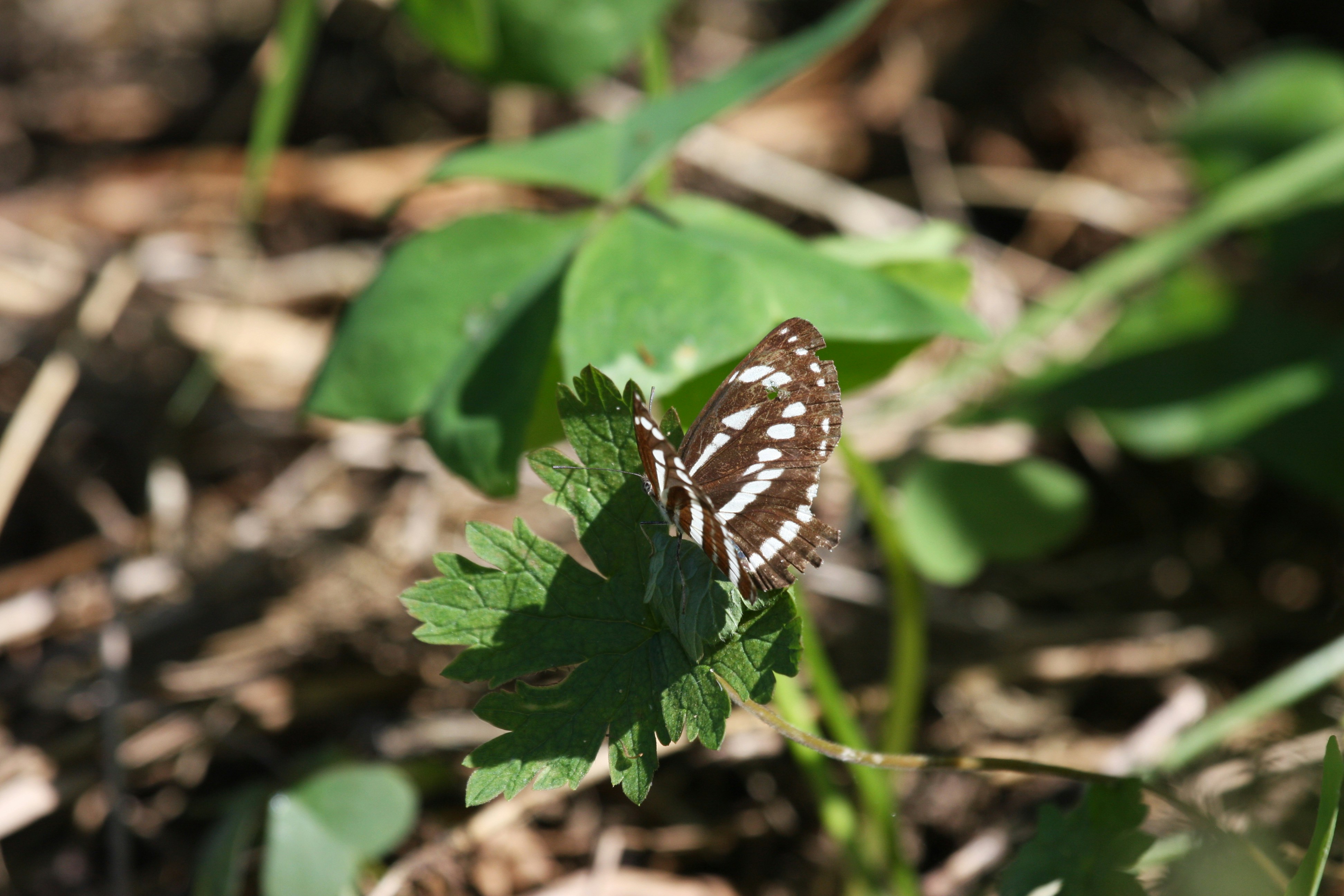 Mid-Leaf Monarch: A Butterfly Resting on a Green Bustle
