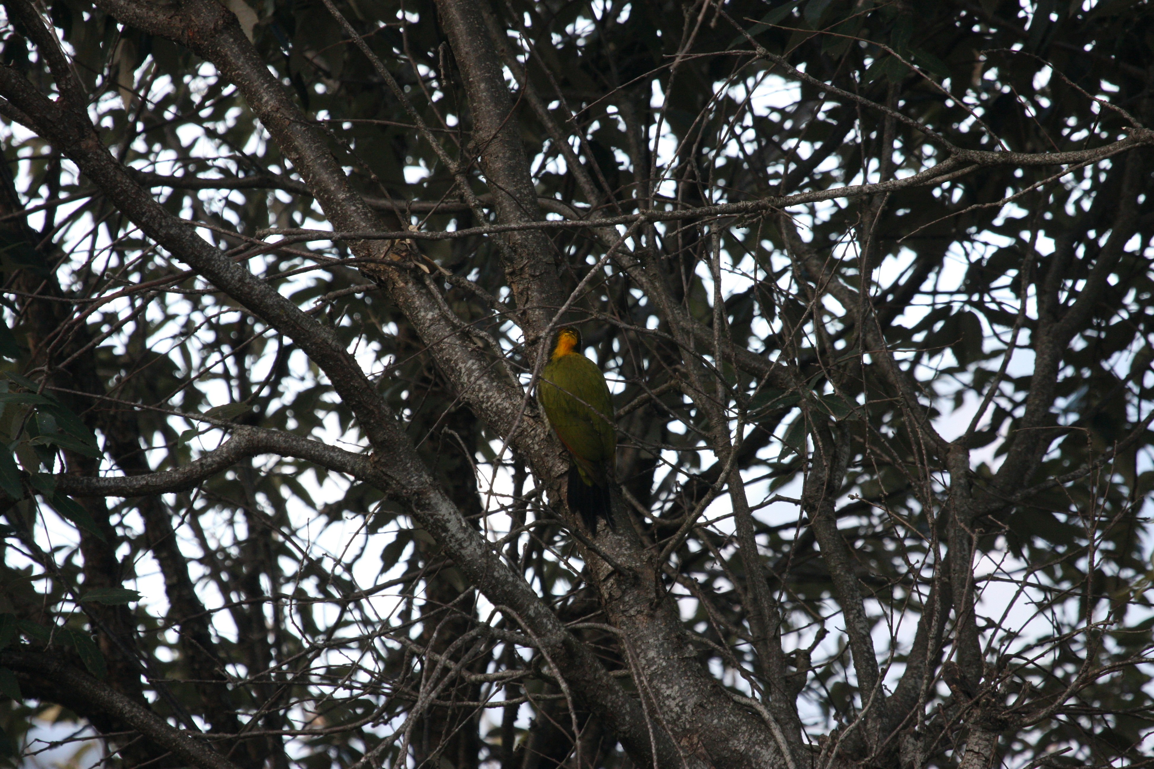 Yellow Bird Amid Quiet Branches