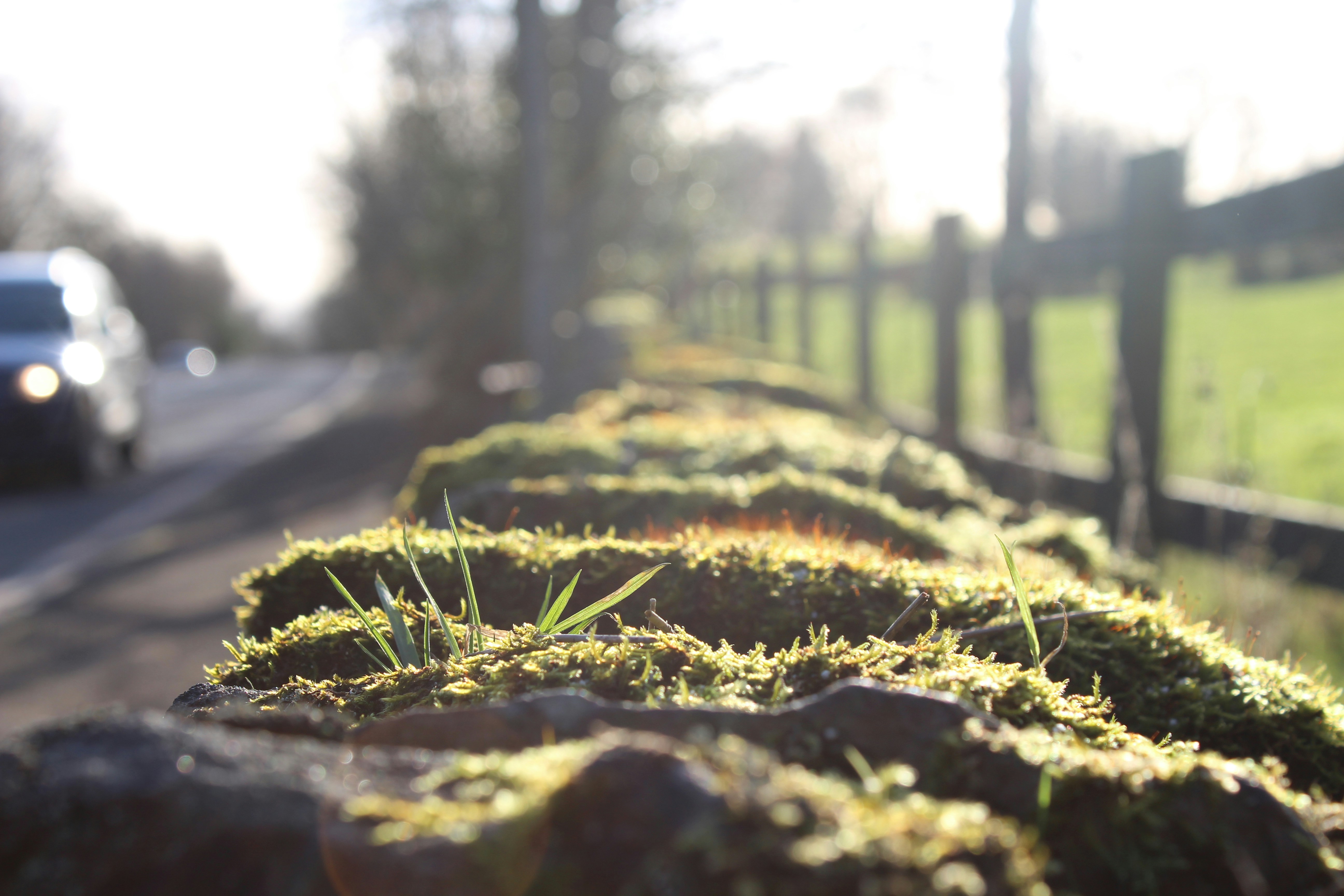Mossy Hinge: A sunlit brick ledge in shallow focus along a rustic roadside