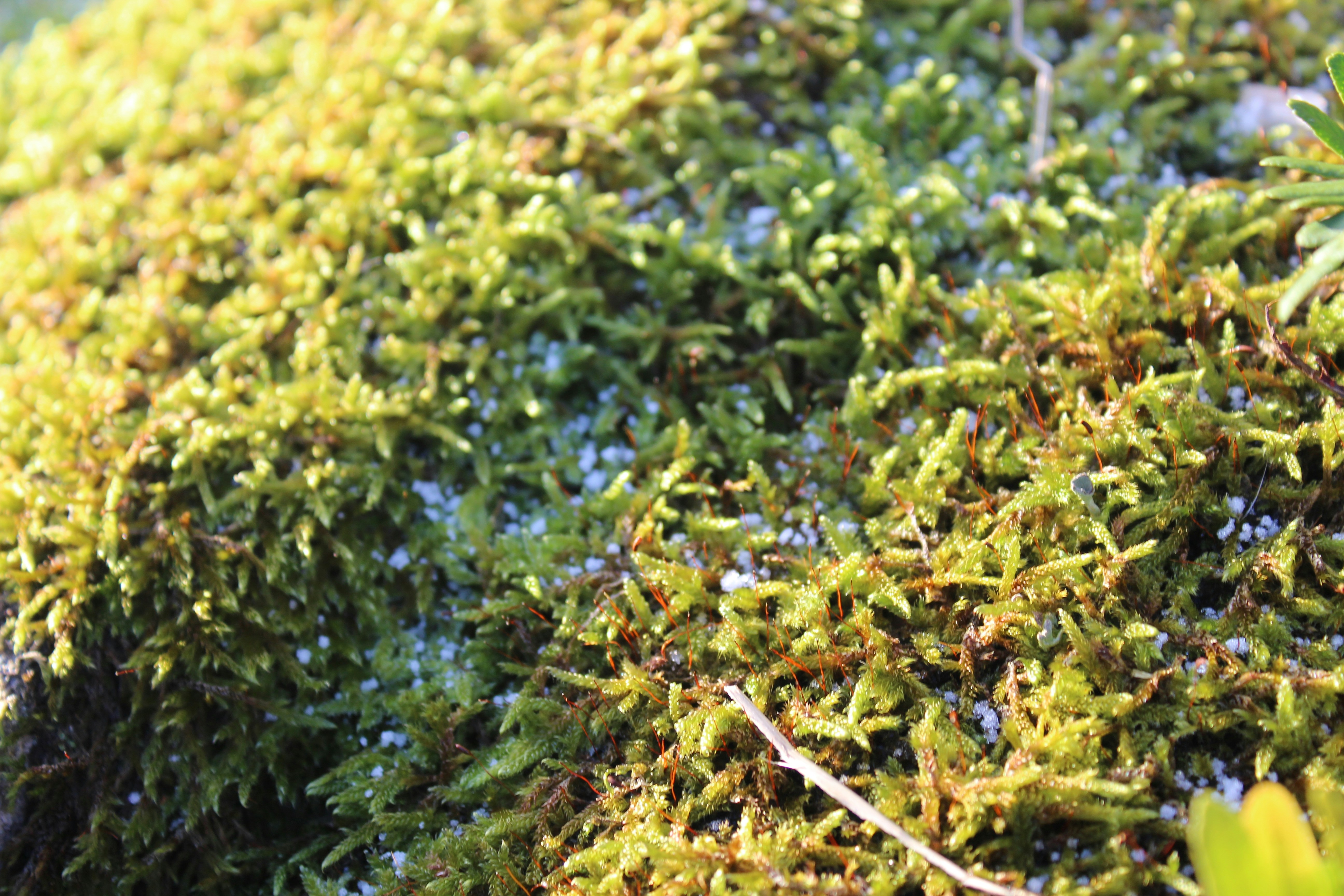 Primer plano de musgo verde con la luz del sol foto – Imagen de Textura ...