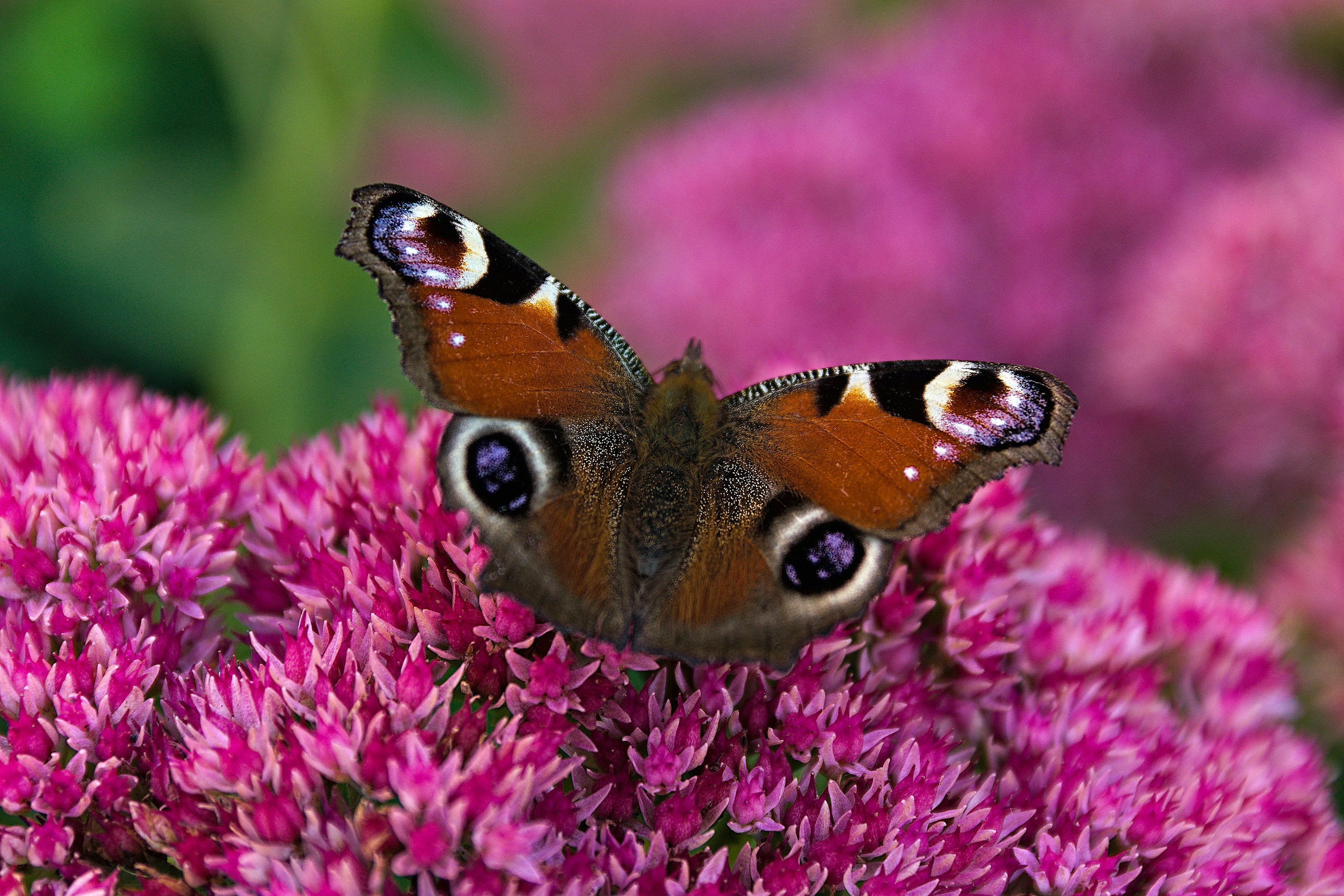 Scarlet Eyes in Pink Depths: A Butterfly on Blooming Carmines