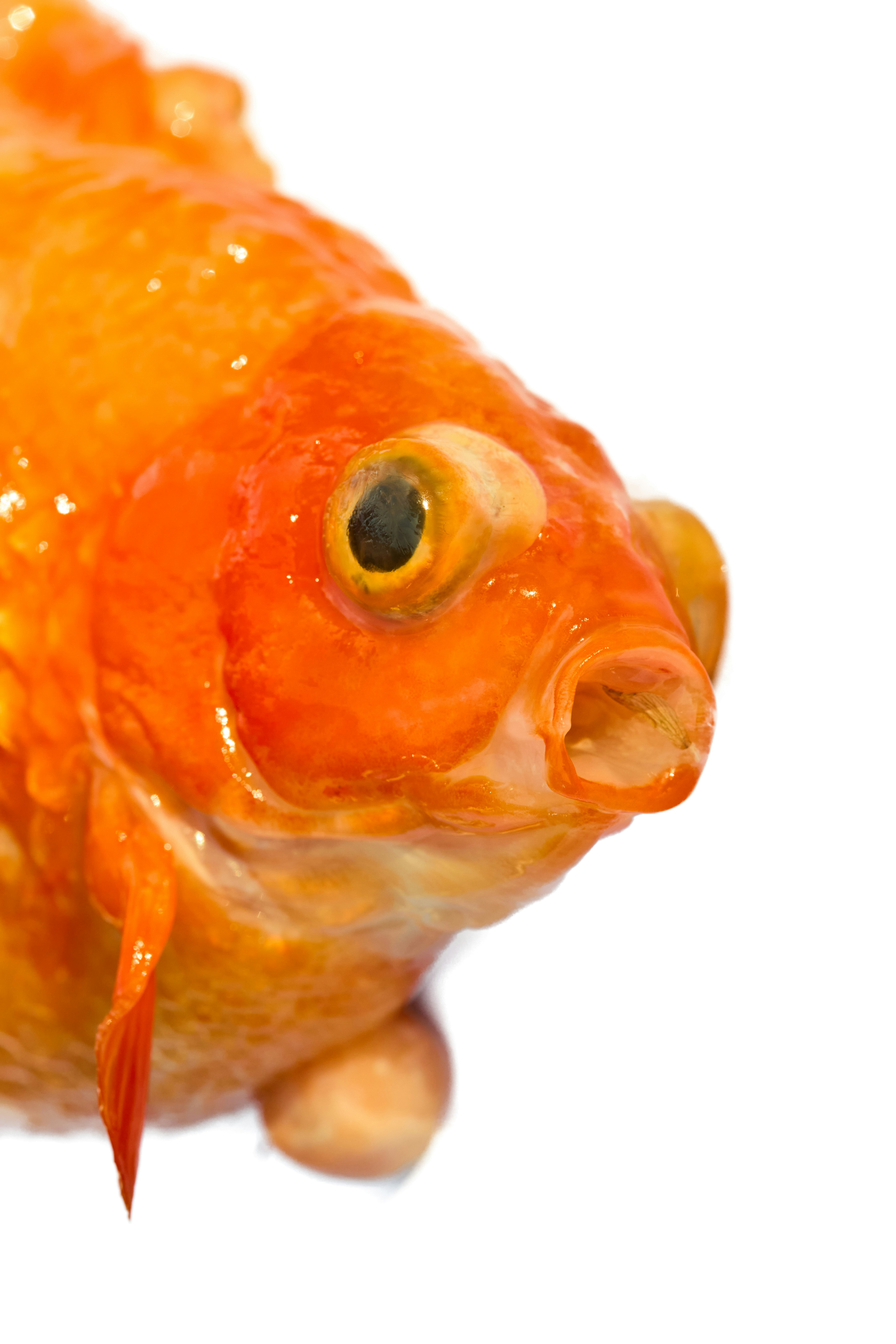 Close-up of a vibrant orange goldfish against white