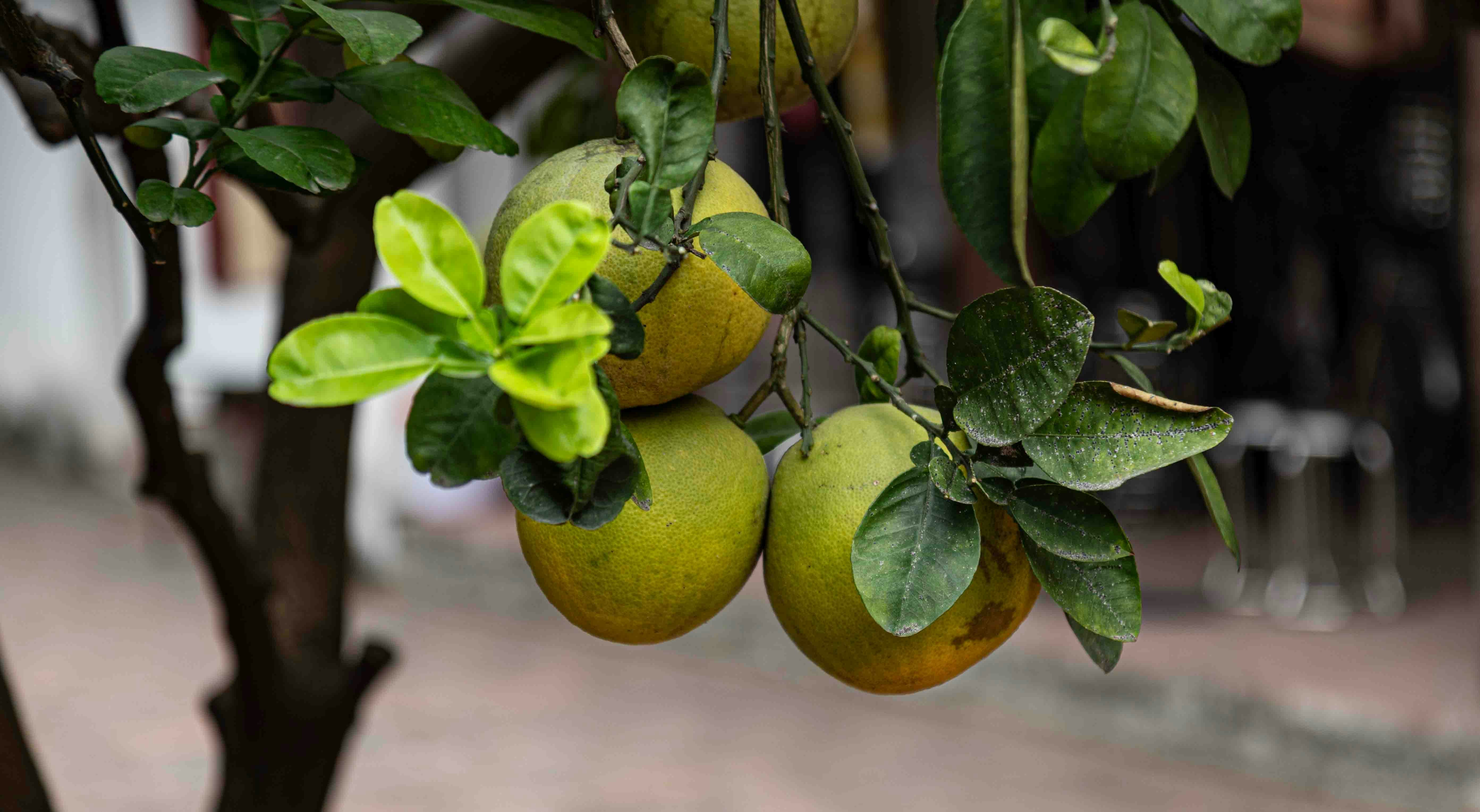 Citrus Orchard in Focus: A Close-Up on Ripe Grapefruit Boughs