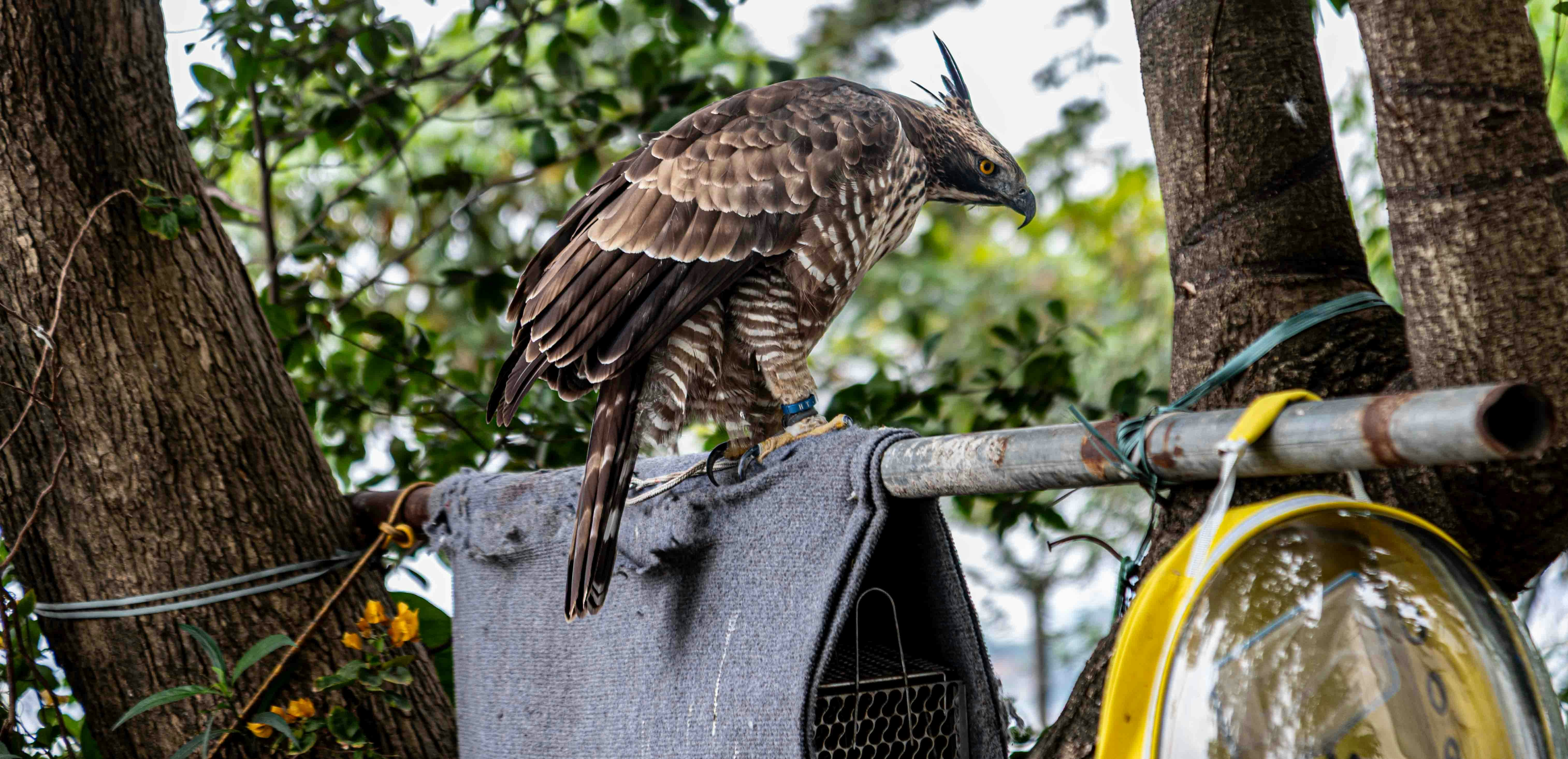 Kestrel Sentinel on a Utility Mast