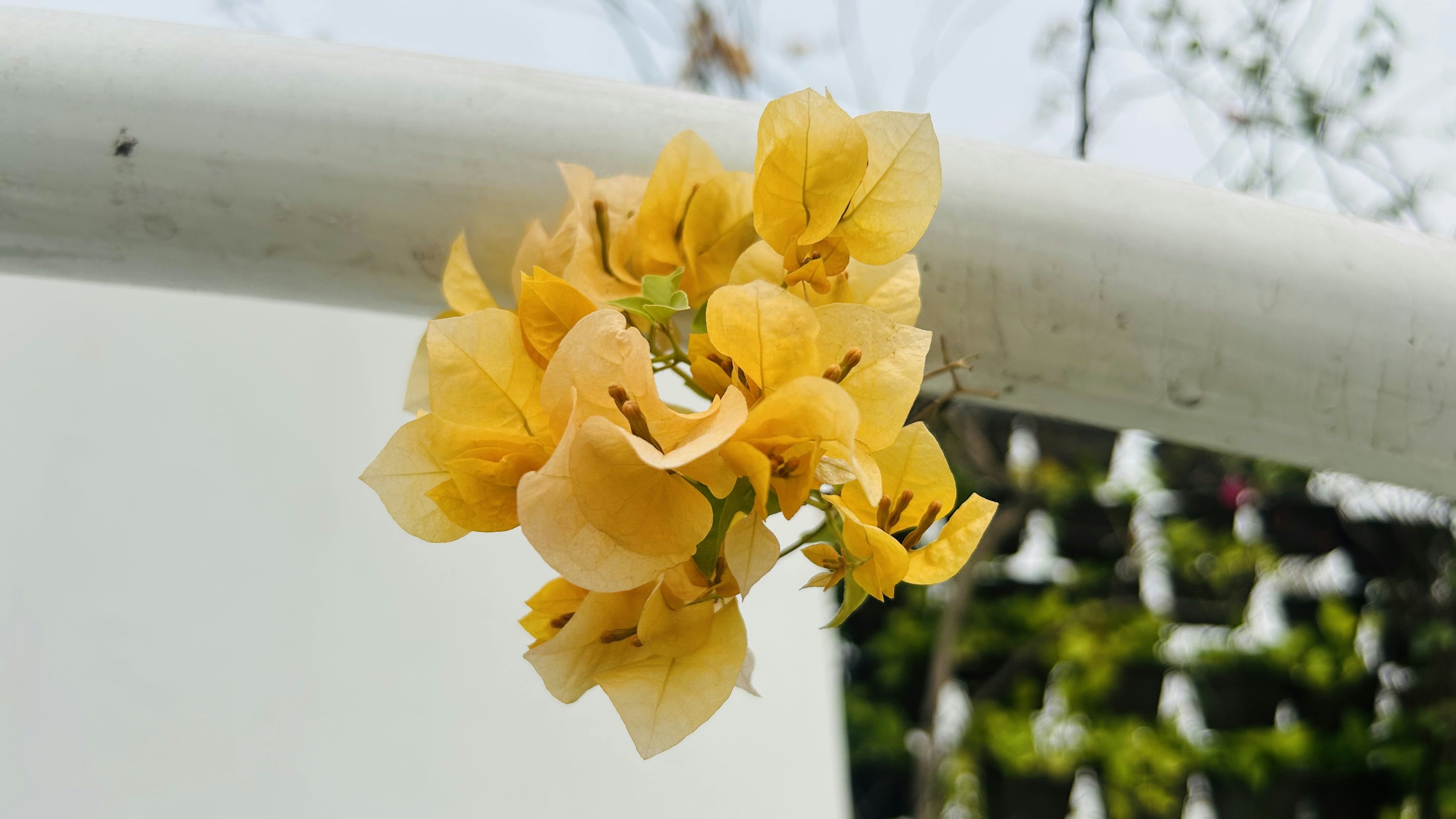 Bougainvillea Break Through a White Railing