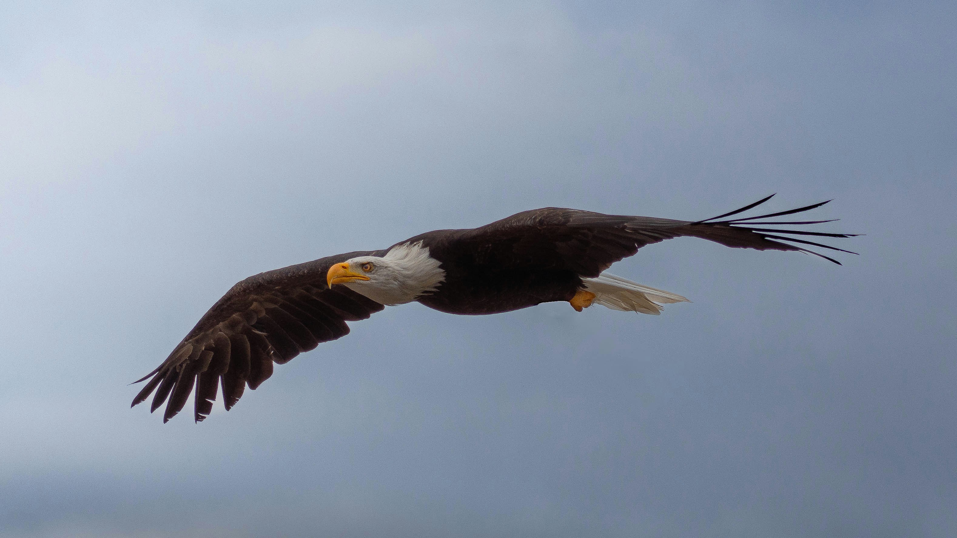 Bald eagle flying in the sky with spread wings, majestic american eagle in flight, wildlife photography