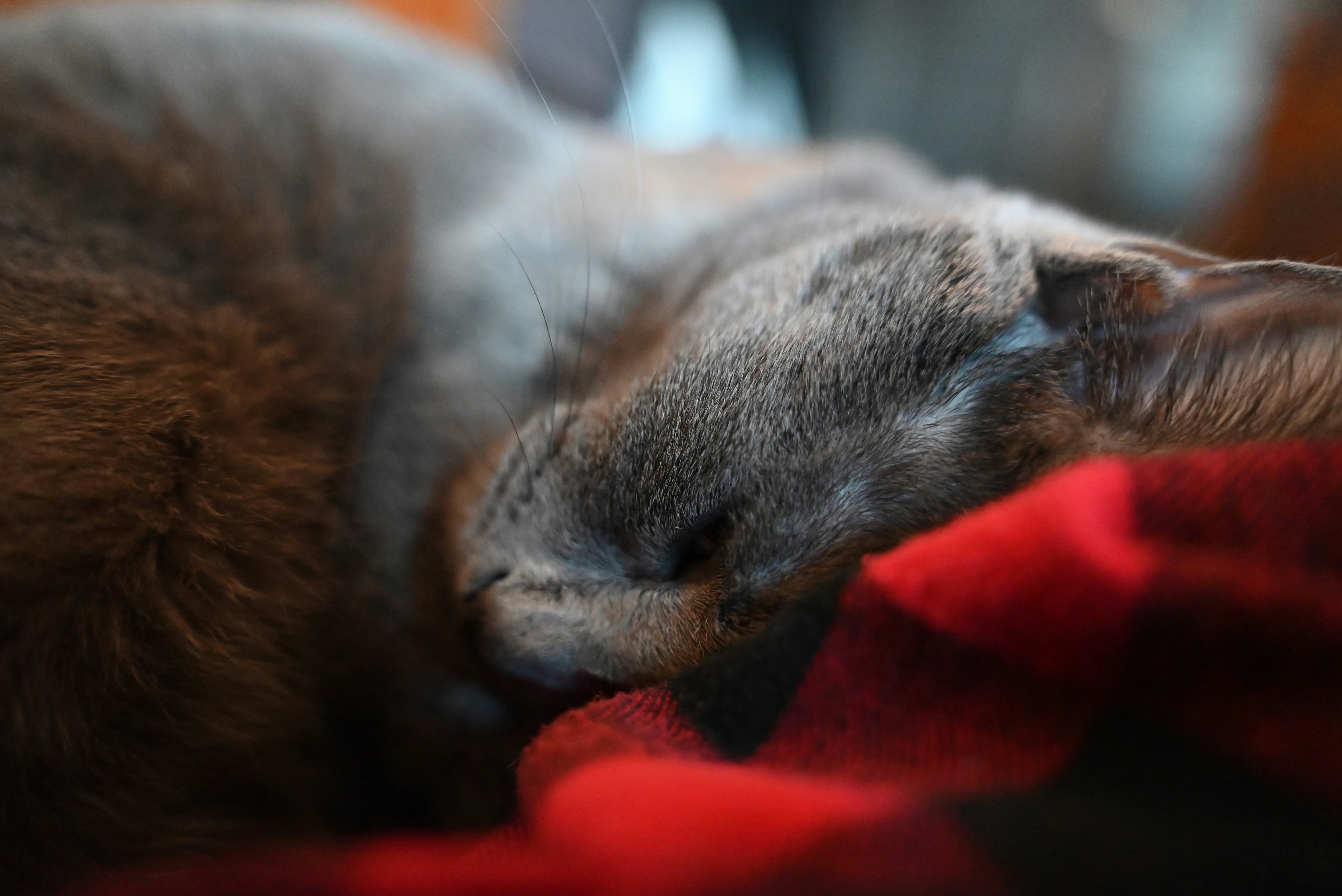 Whispered Dreams: A Slumbering Snout on Velvet Red